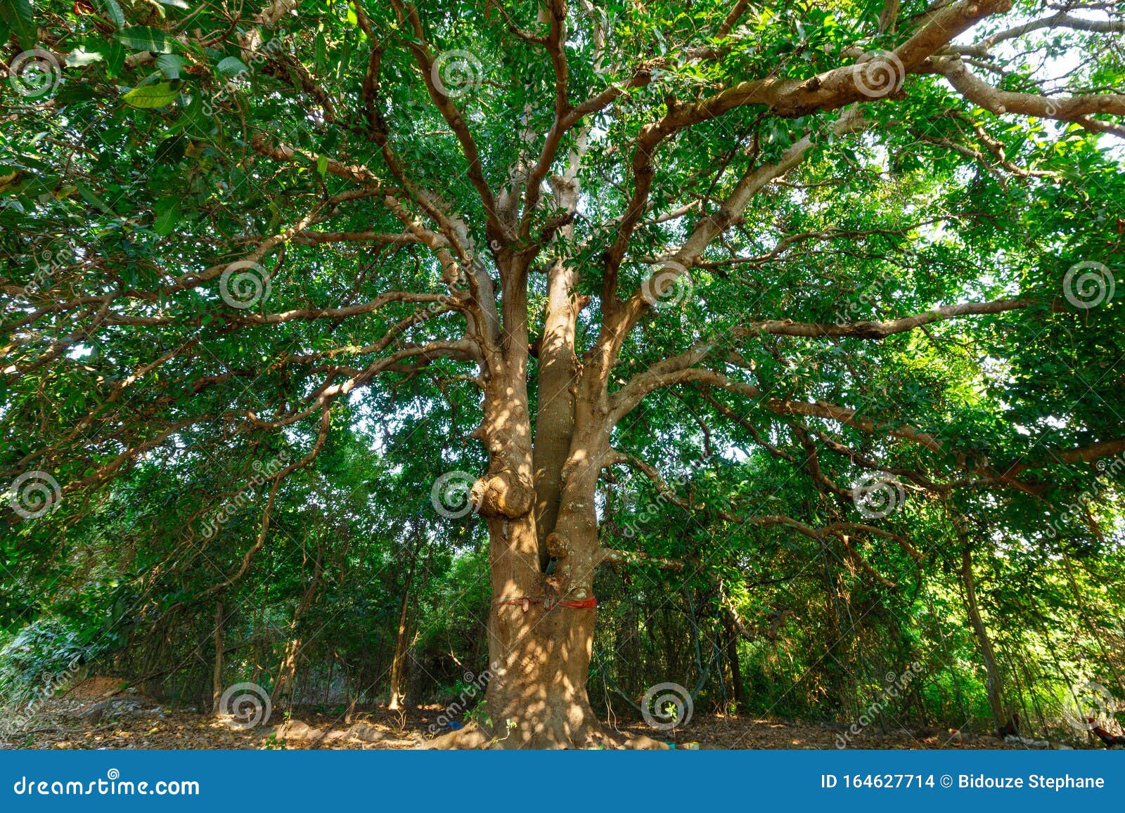 Wild large mango tree stock photo. Image of growth, wide - 164627714