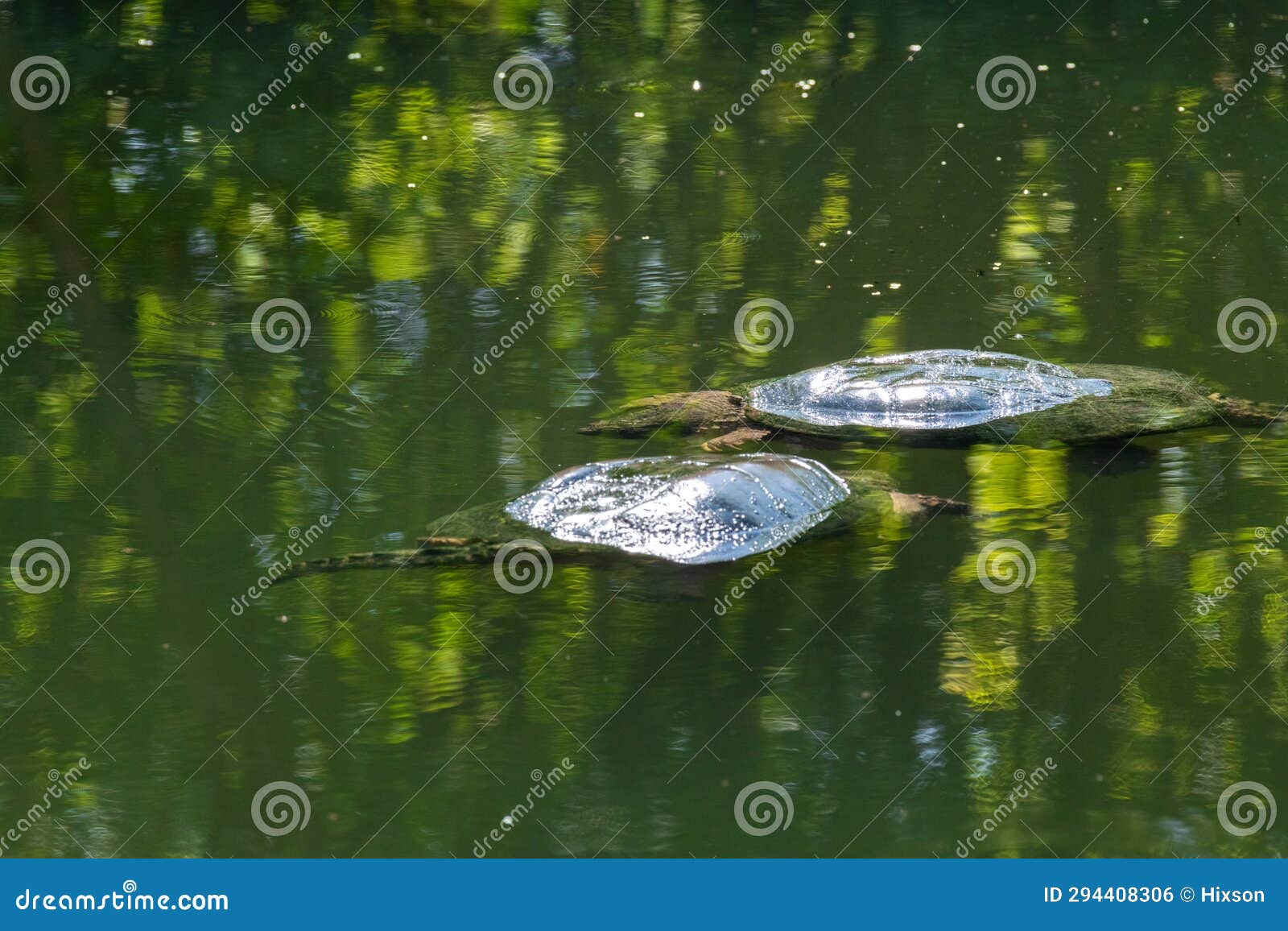 Two Turtles Floating in Water with Shells Above Surface Stock Photo ...