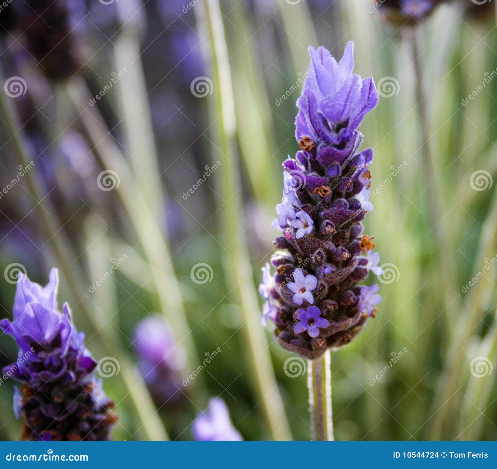 Wild Lavender Stock Images - Image: 10544724