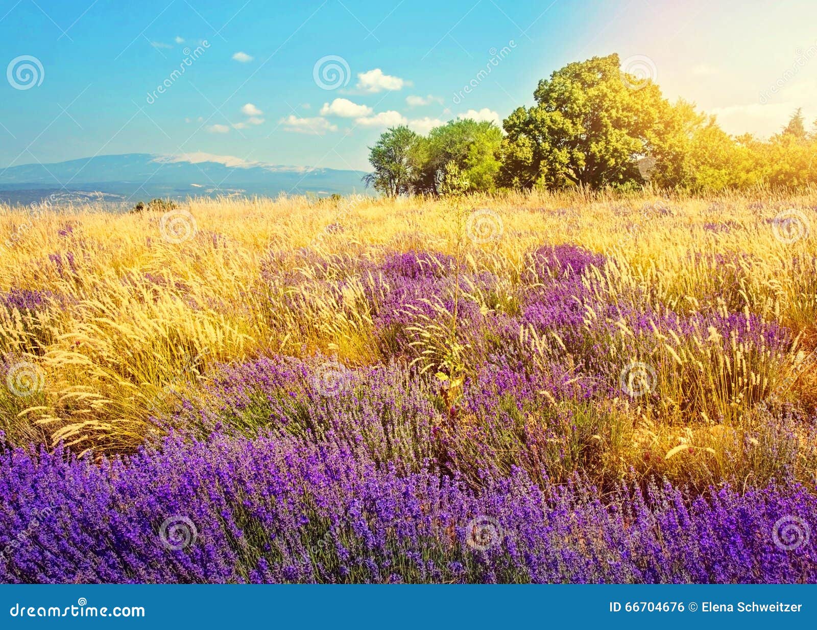 Wild lavender field stock photo. Image of purple, color - 66704676