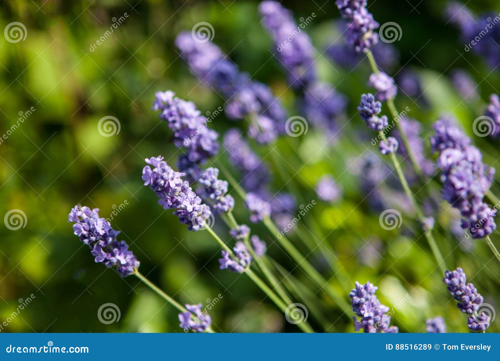 Wild lavender flowers stock image. Image of daylight - 88516289