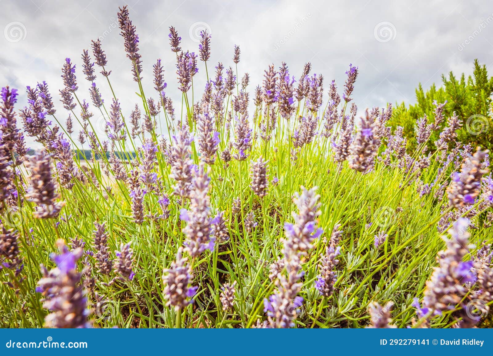 Wild Lavender Flowers Growing in Hedge Stock Image - Image of wild ...