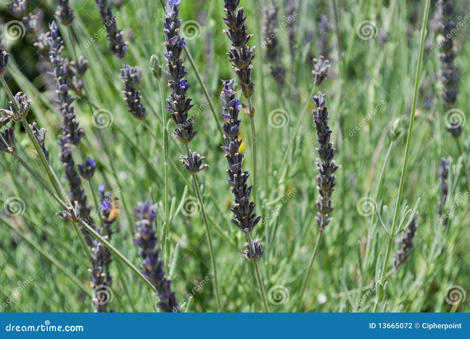 Wild Lavender Plant stock photo. Image of agriculture - 13665072