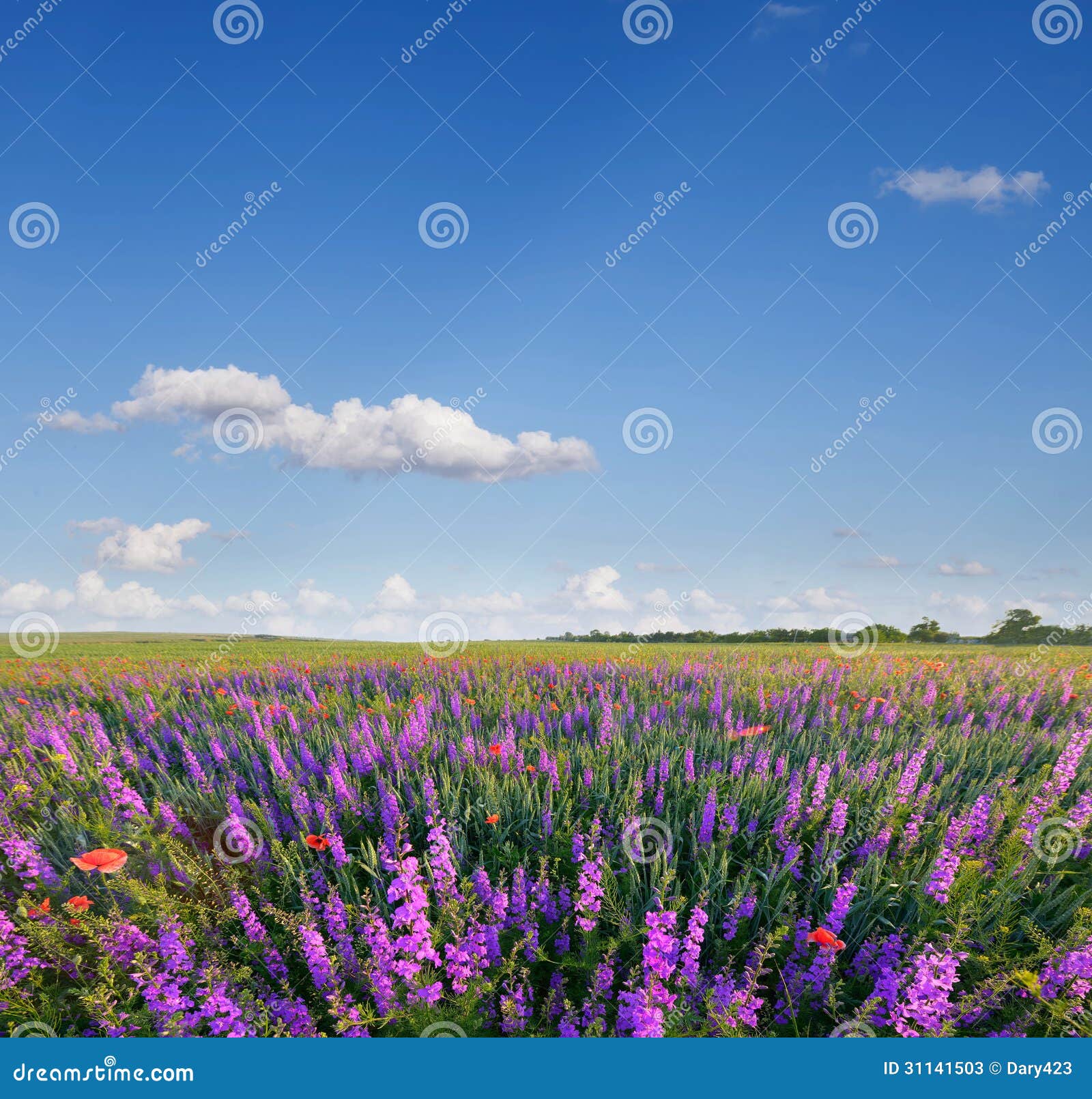 Wild lavender stock image. Image of flower, dusk, coloured - 31141503