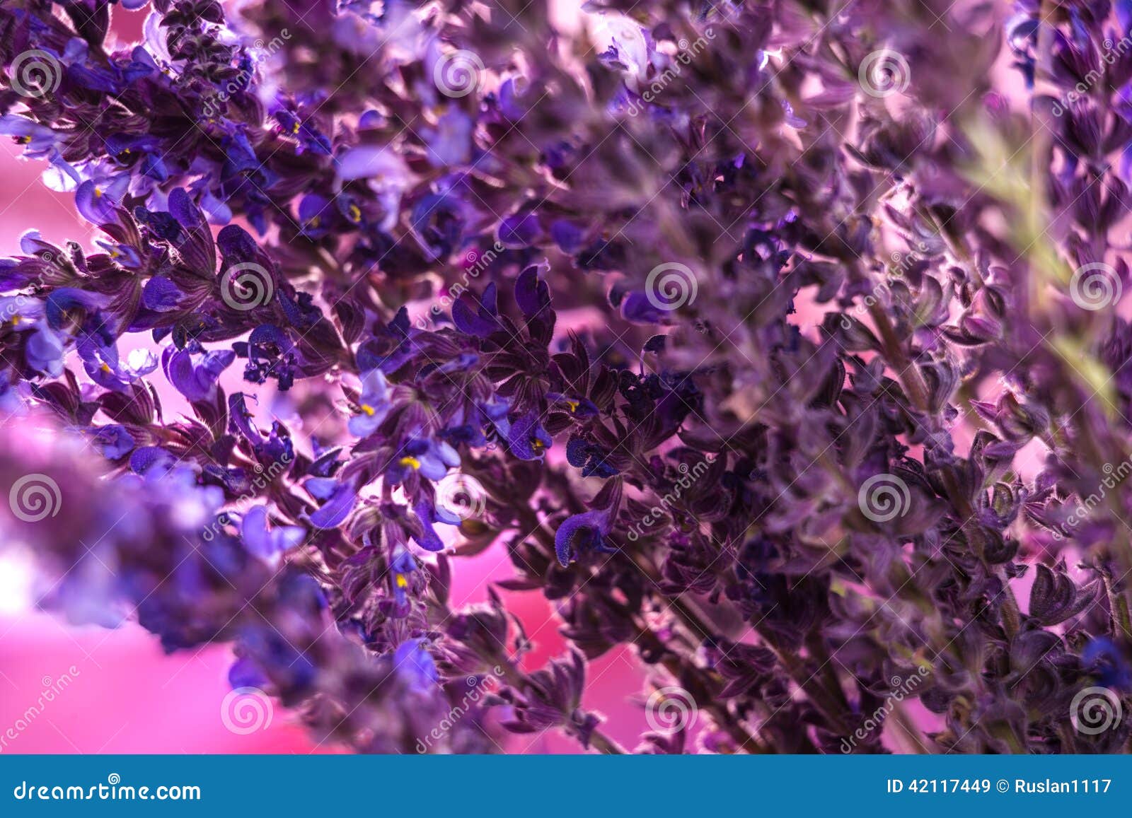Wild Lavender in the Spring a Young Field Stock Image - Image of ...