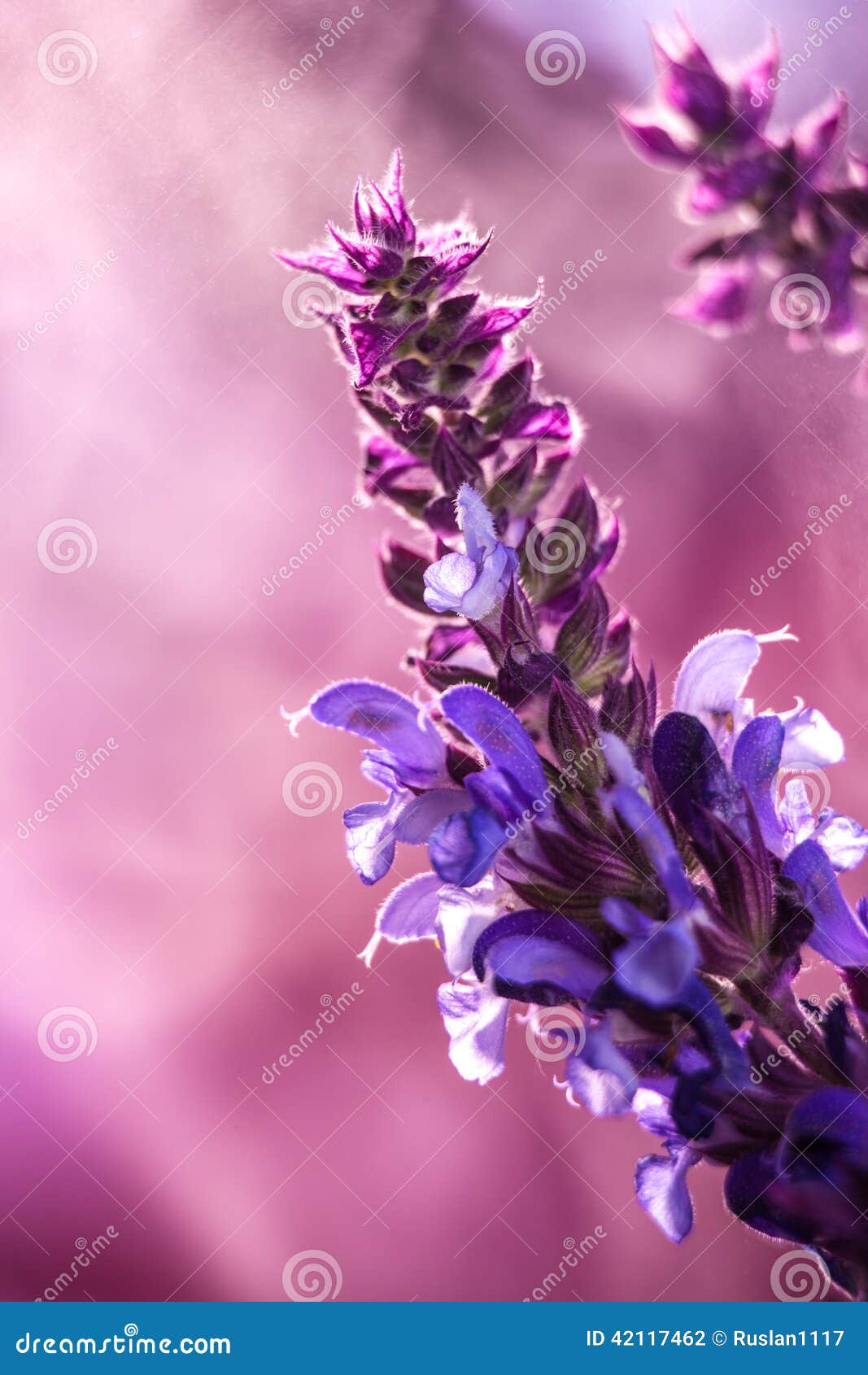 Wild Lavender in the Spring a Young Field Stock Photo - Image of ...