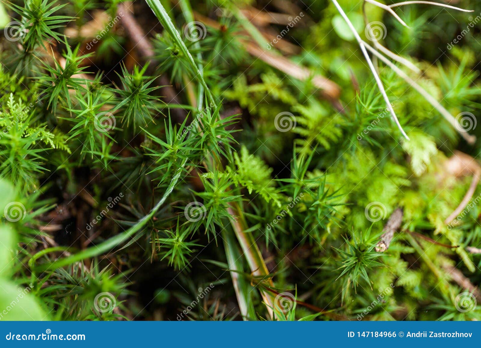 Weed Texture Stock Photos - Download 17,089 Royalty Free Photos