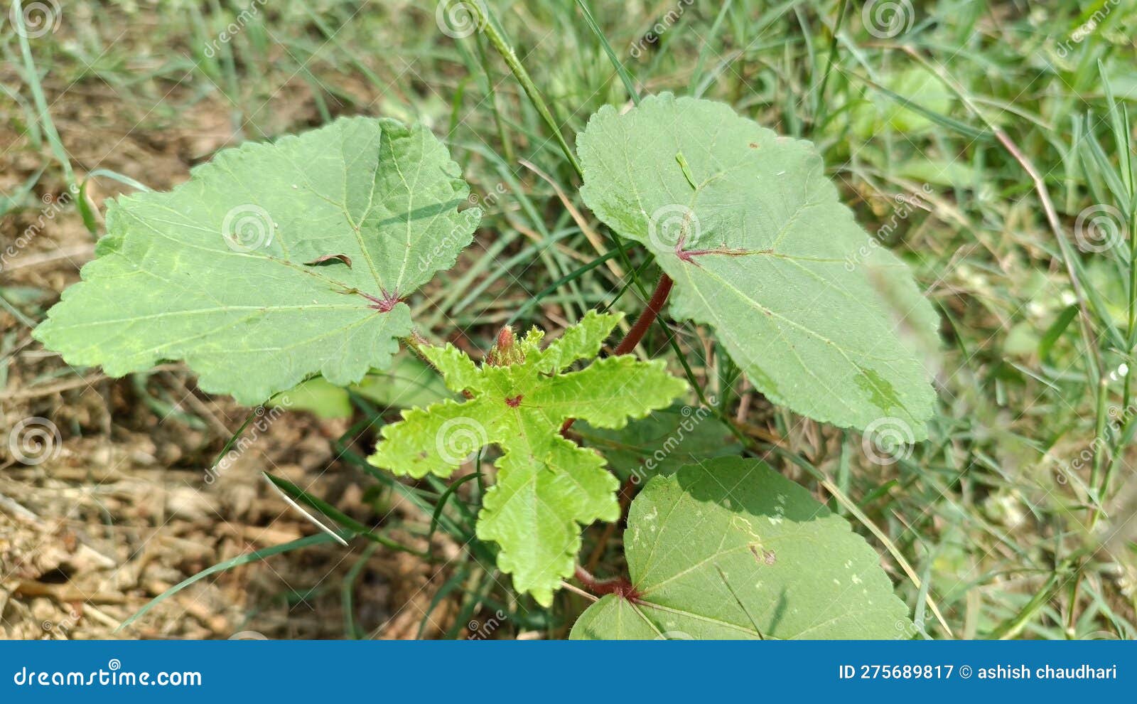 Wild Leaf from Indian Farm Nice Looks Stock Image - Image of leaf, nice: 275689817