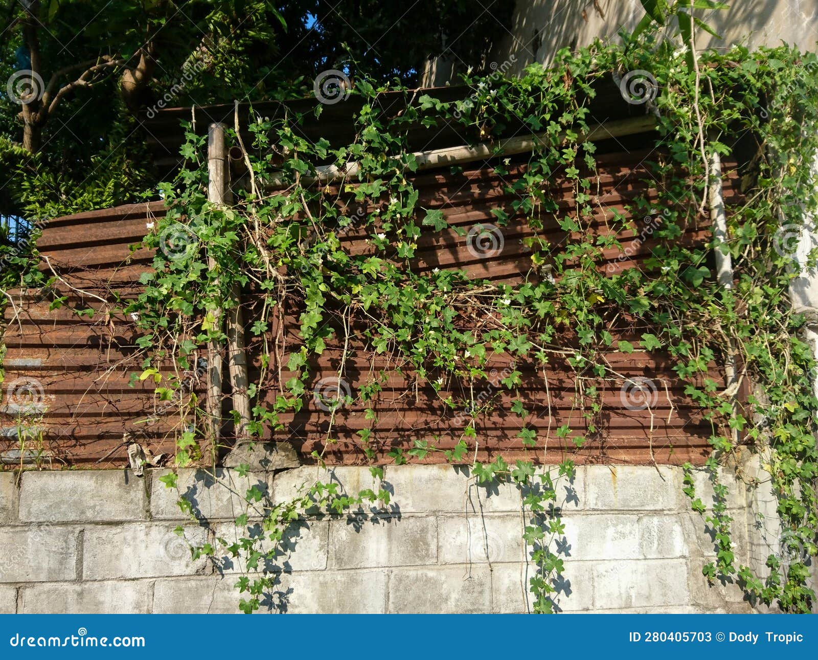 Wild Leaves Growing Wild Vines Over Rusty Zinc Wall Stock Image - Image ...