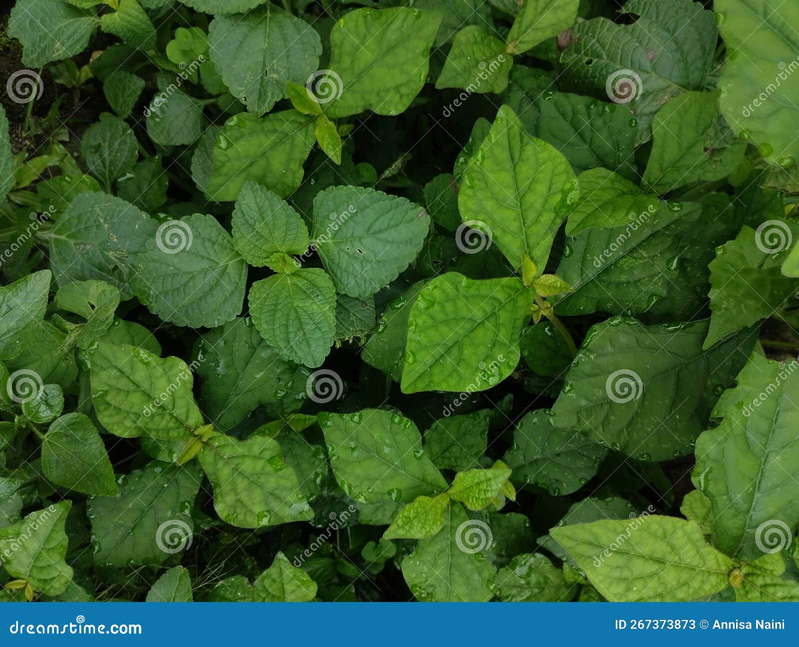 Wild Leaves Growing in the Backyard Stock Image - Image of nature ...