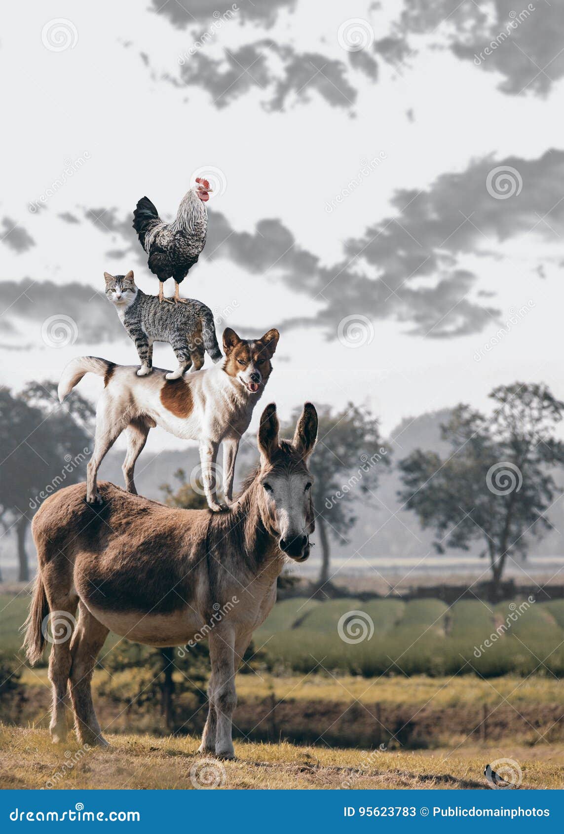 Herden-Eselhimmel Der Wild Lebenden Tiere Bild. Bild: 95623783