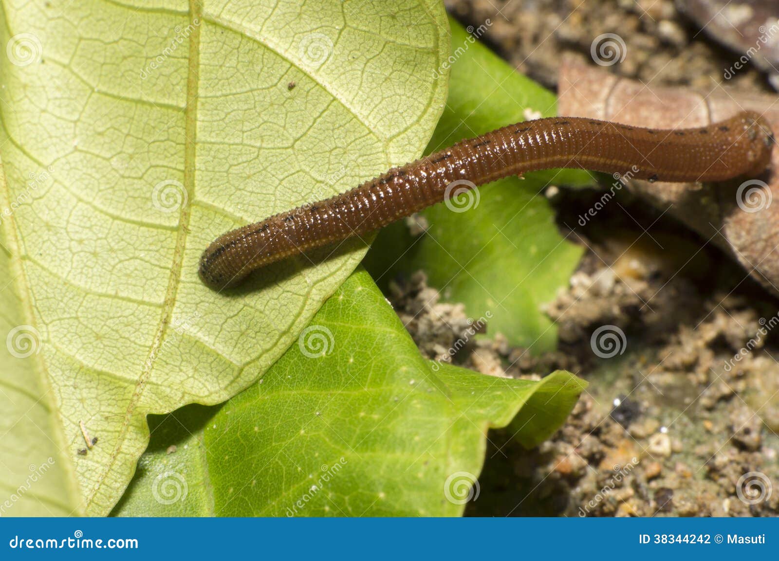 Wild Leech stock photo. Image of medicinal, cells, leech - 38344242
