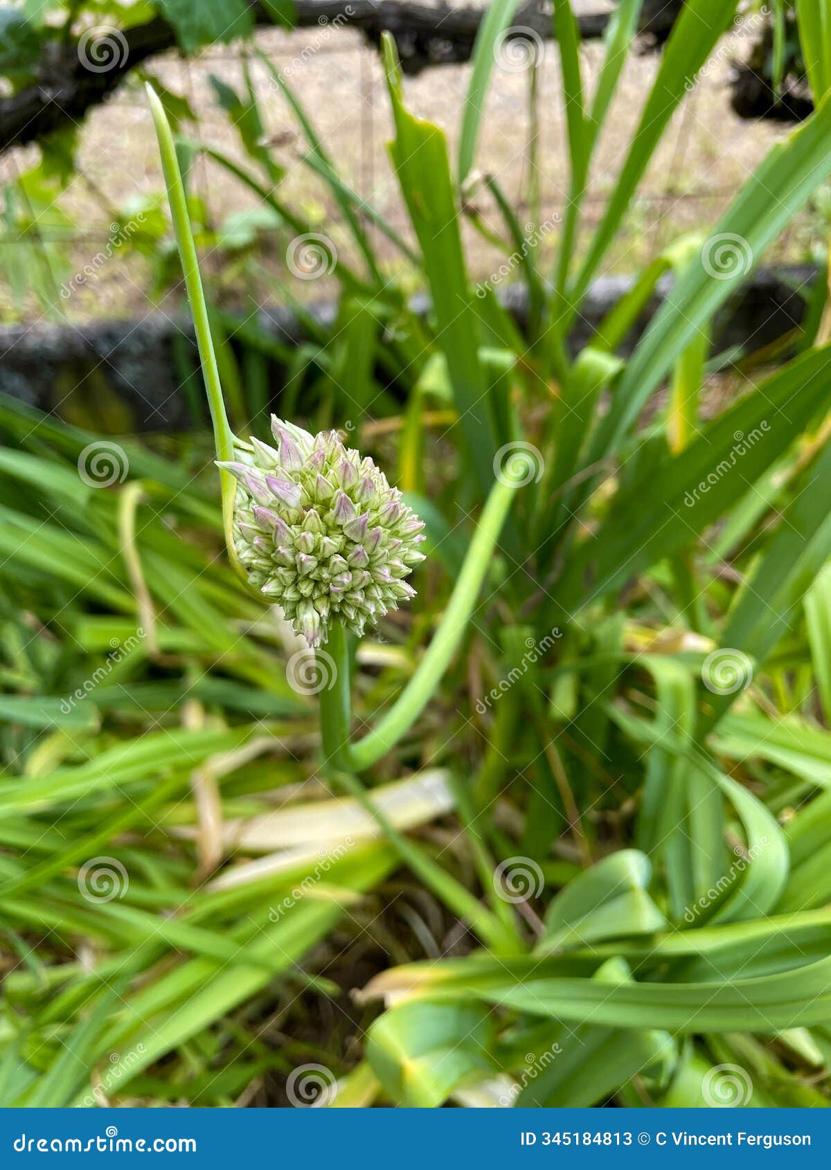 Lavender Allium Tepals Flower Blossom 03 Stock Image - Image of wild ...