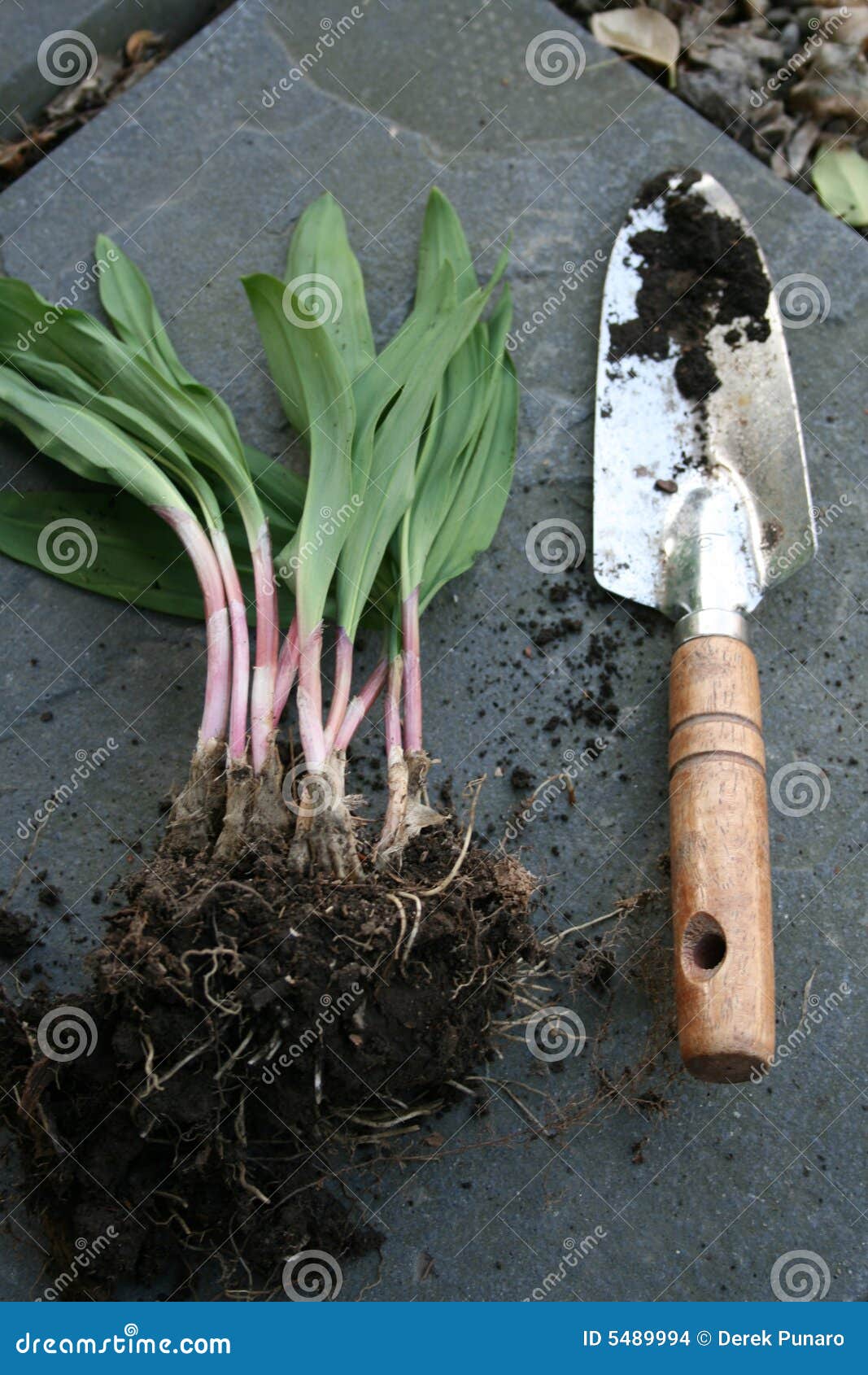 Wild Leeks or Ramps stock photo. Image of ramps, plant - 5489994