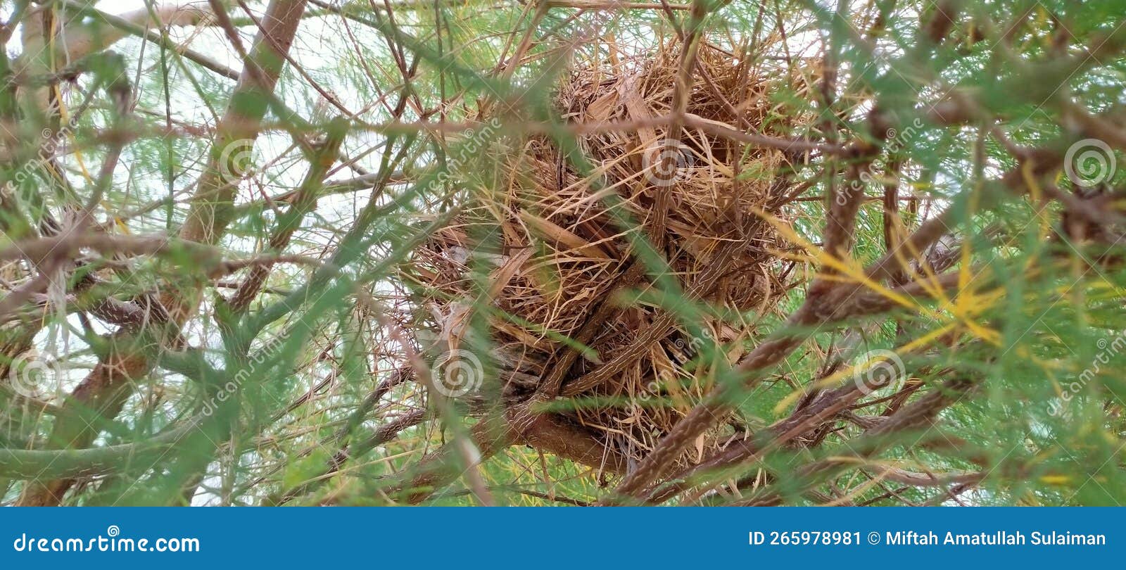 Bird S Nest on Top of a Cypress Tree Stock Image - Image of fruit, crop ... Bird S Nest on Top of a Cypress Tree Stock Image - Image of fruit, crop ...