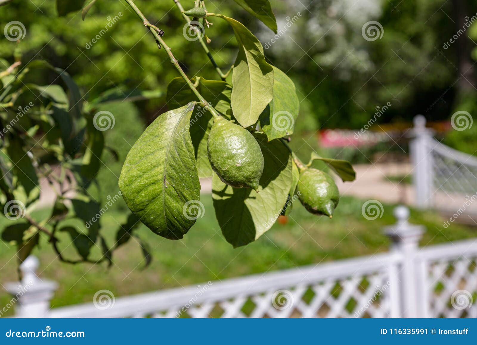 Wild lemon on a branch stock image. Image of background - 116335991
