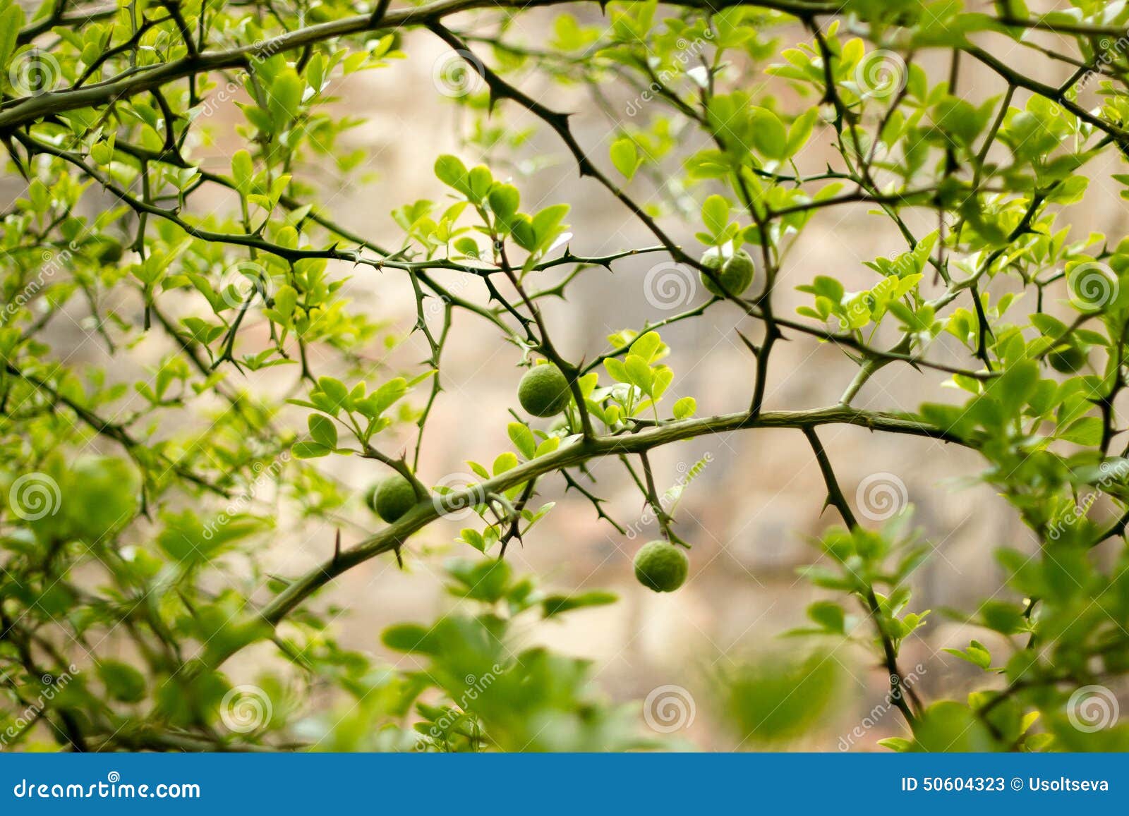Wild lemon tree stock image. Image of spiked, ripe, peel - 50604323