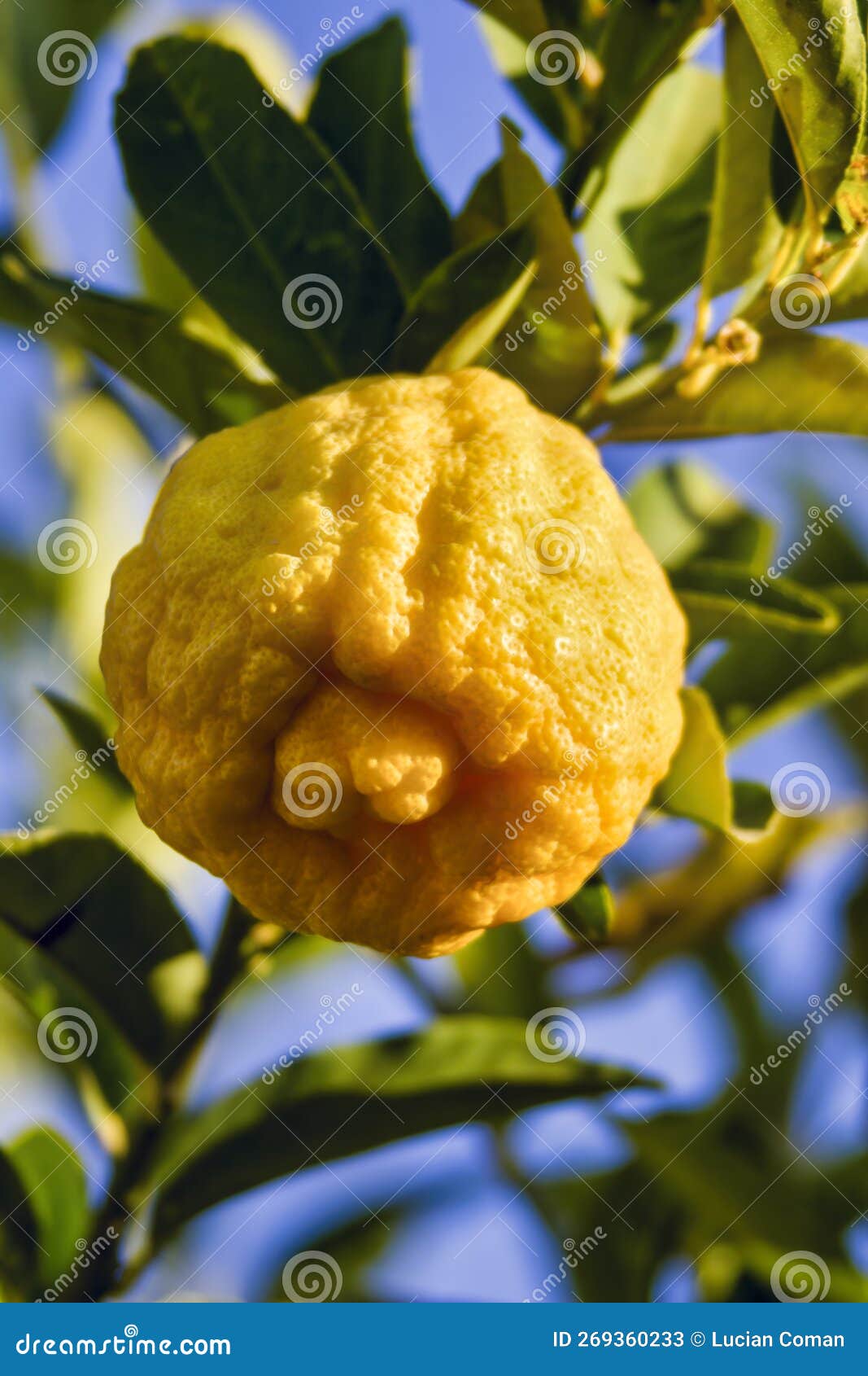Wild lemon in the tree stock image. Image of lemon, flora - 269360233