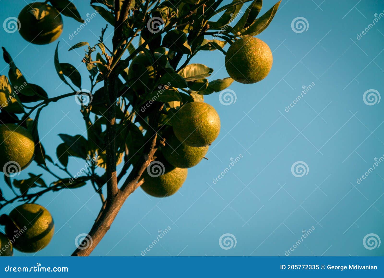 Wild Lemons Growing Outdoors Stock Image - Image of crop, lemon: 205772335