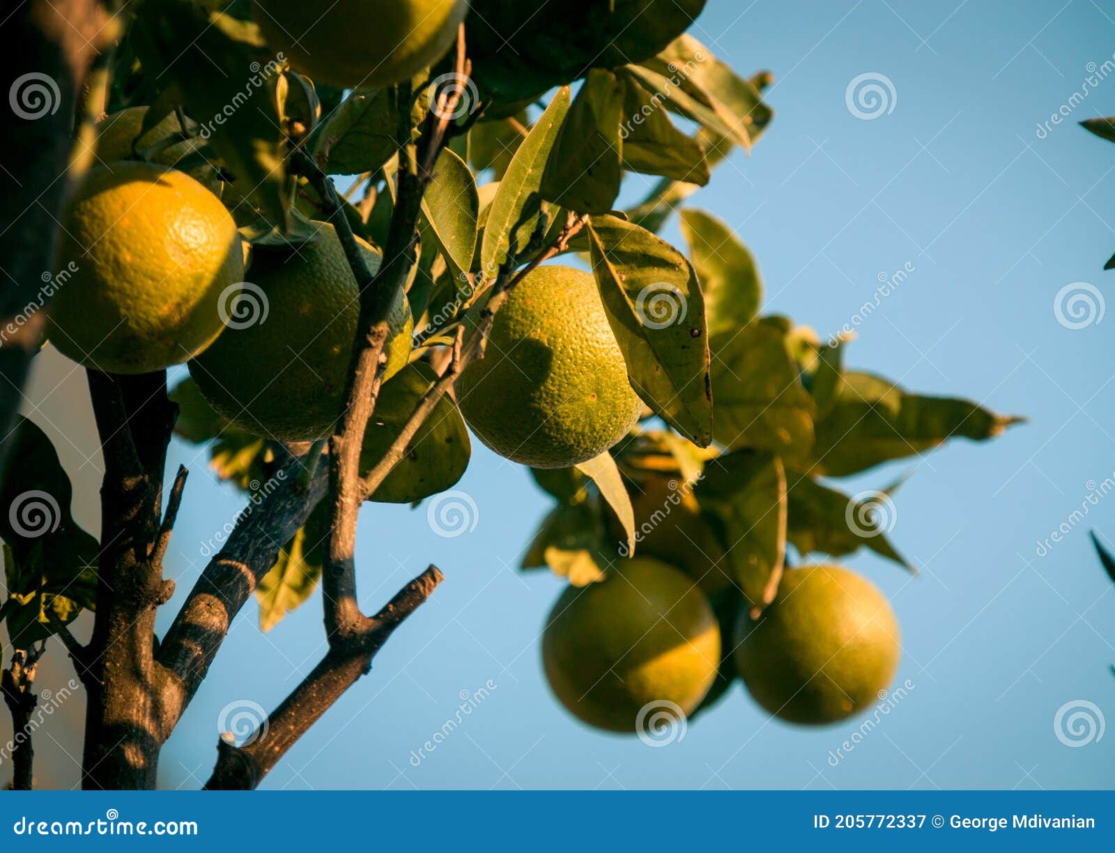 Wild Lemons Growing Outdoors Stock Image - Image of harvest, natural ...