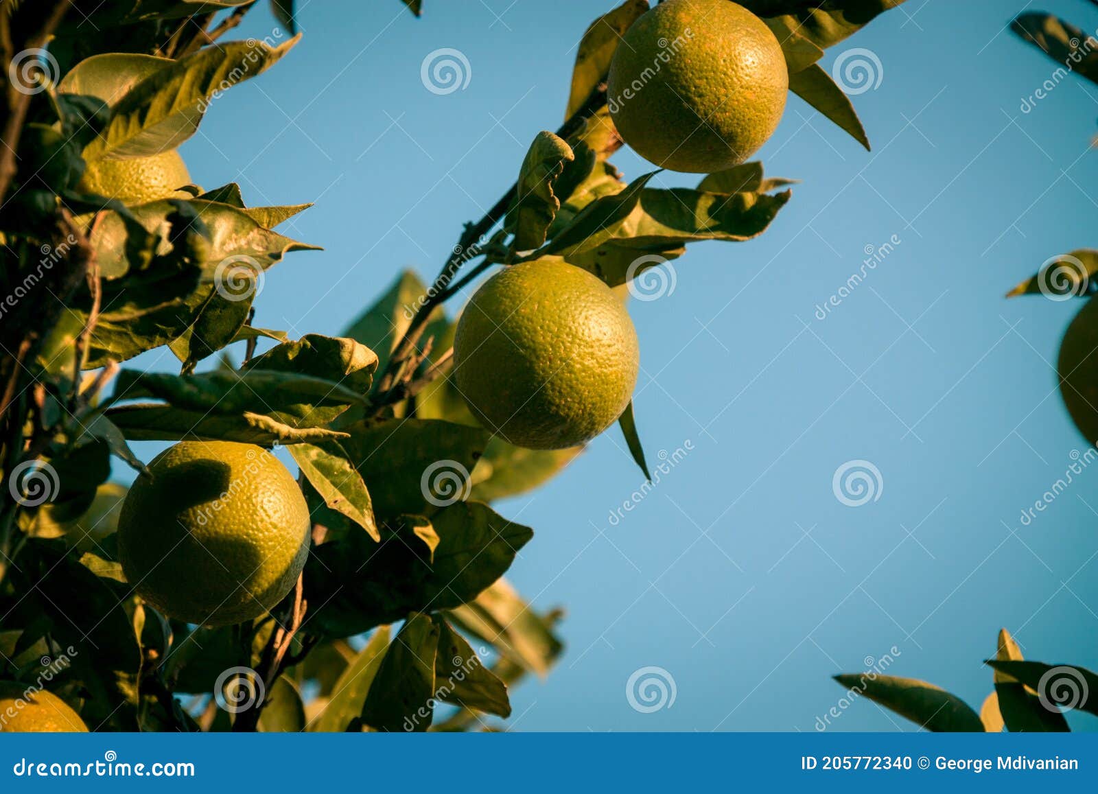 Wild Lemons Growing Outdoors Stock Photo - Image of citrus, harvest ...