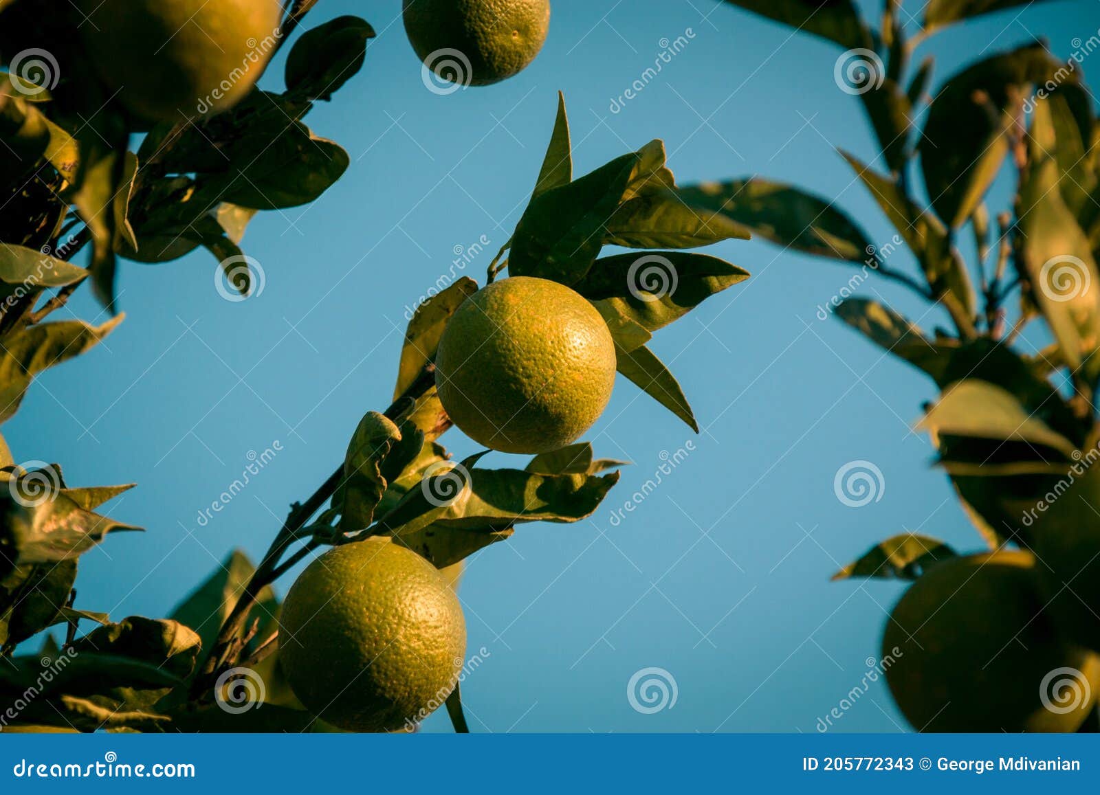 Wild Lemons Growing Outdoors Stock Image - Image of garden, limon ...