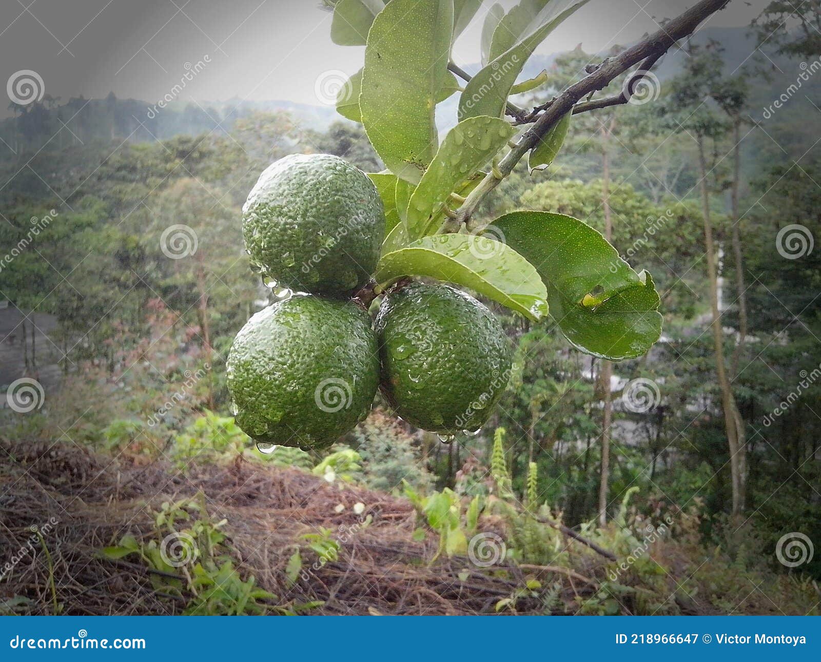Wild Lemons stock image. Image of mountain, vegetable - 218966647