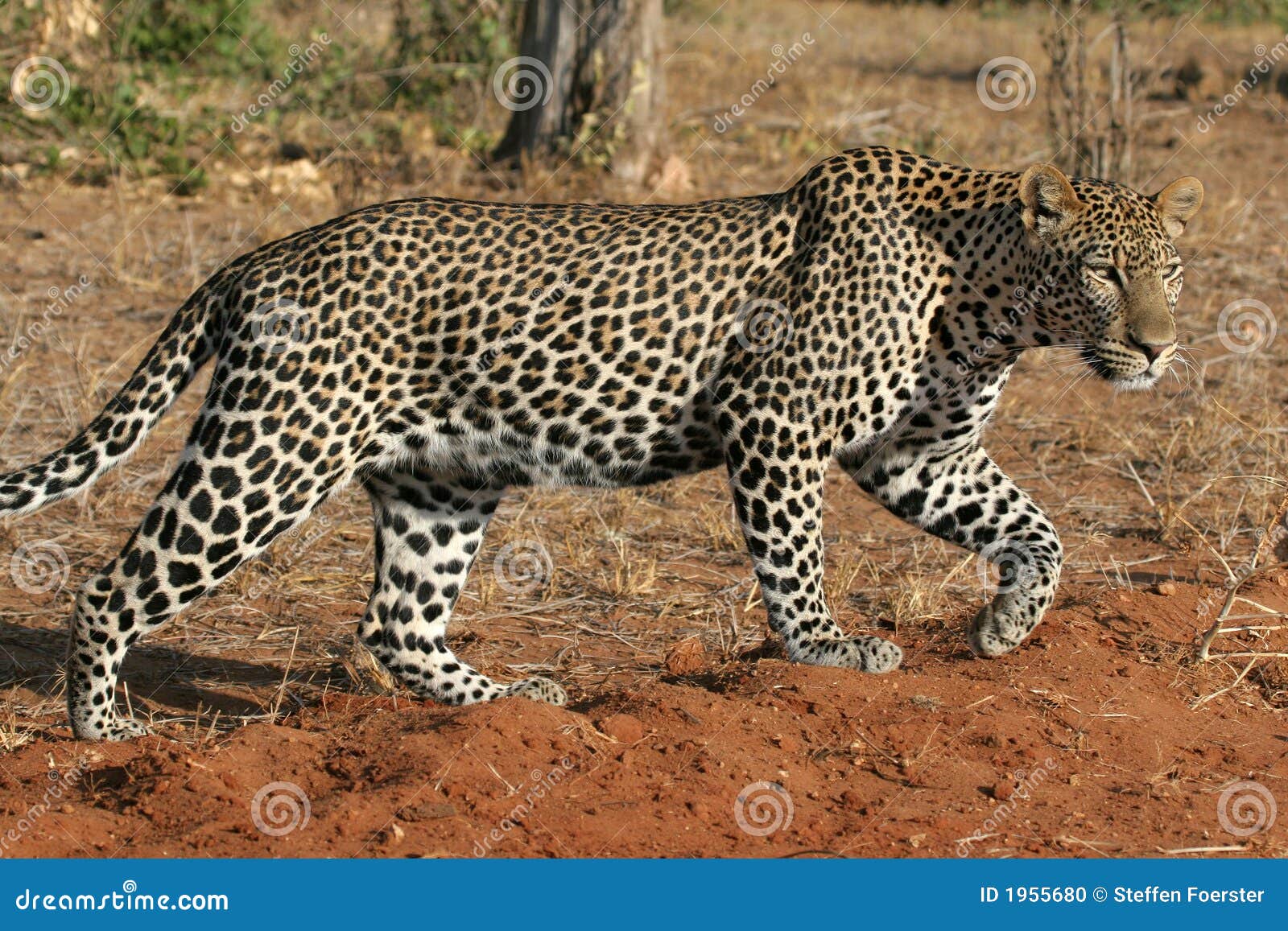 Wild Leopard stock photo. Image of dots, game, savanna - 1955680