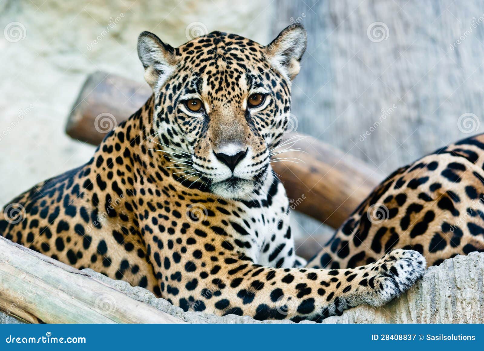 Wild leopard stock image. Image of golden, africa, carnivore - 28408837