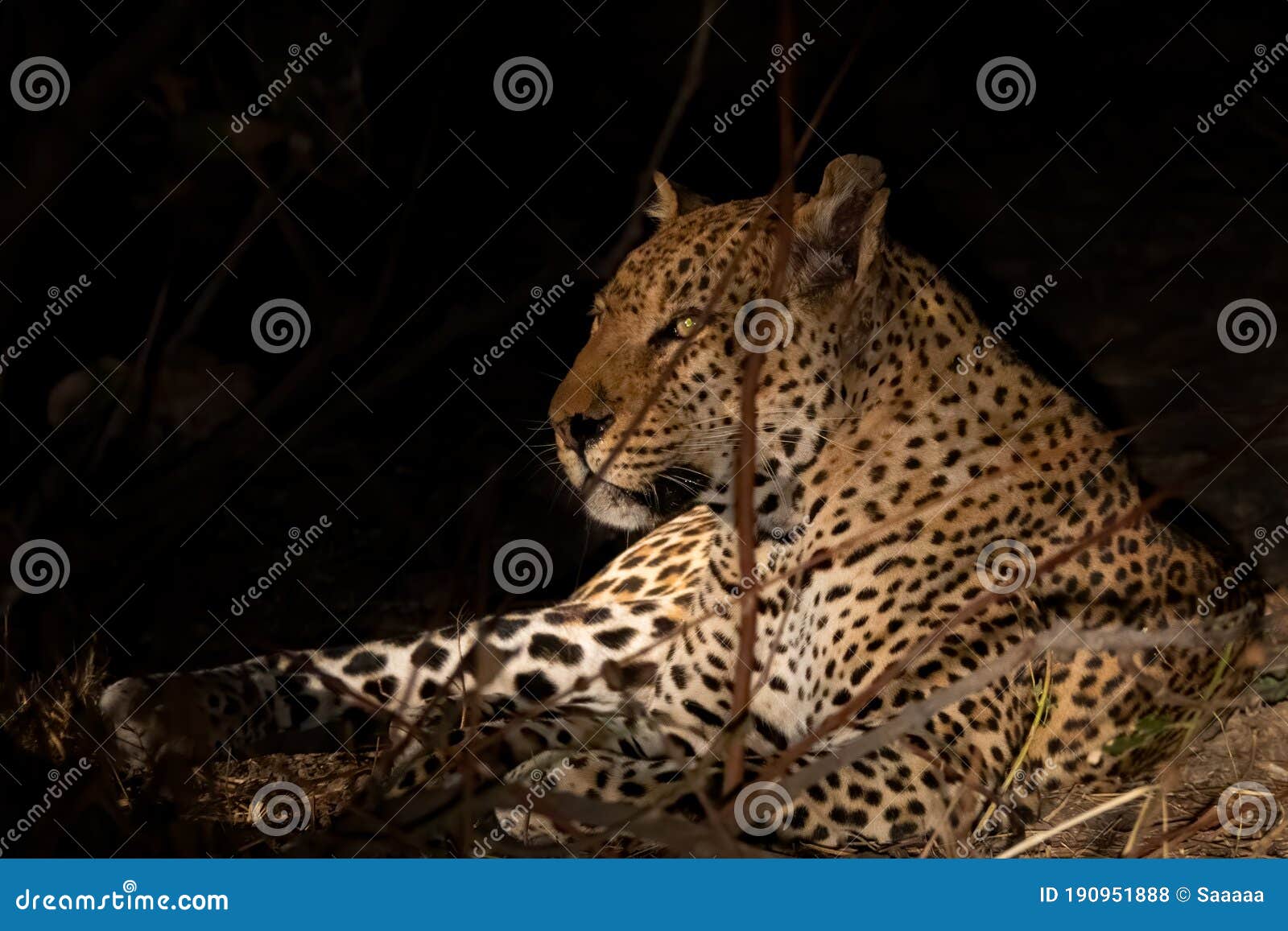 Wild Leopard on the Ground at Night during Safari Stock Photo - Image ...