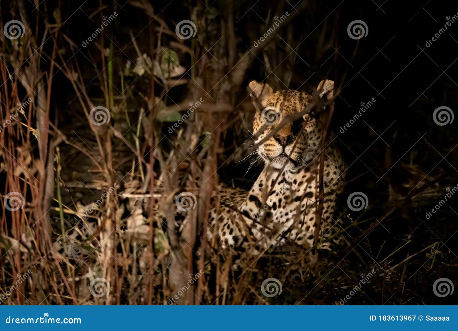 Wild Leopard Hidden in the Bush at Night Stock Image - Image of bush ...