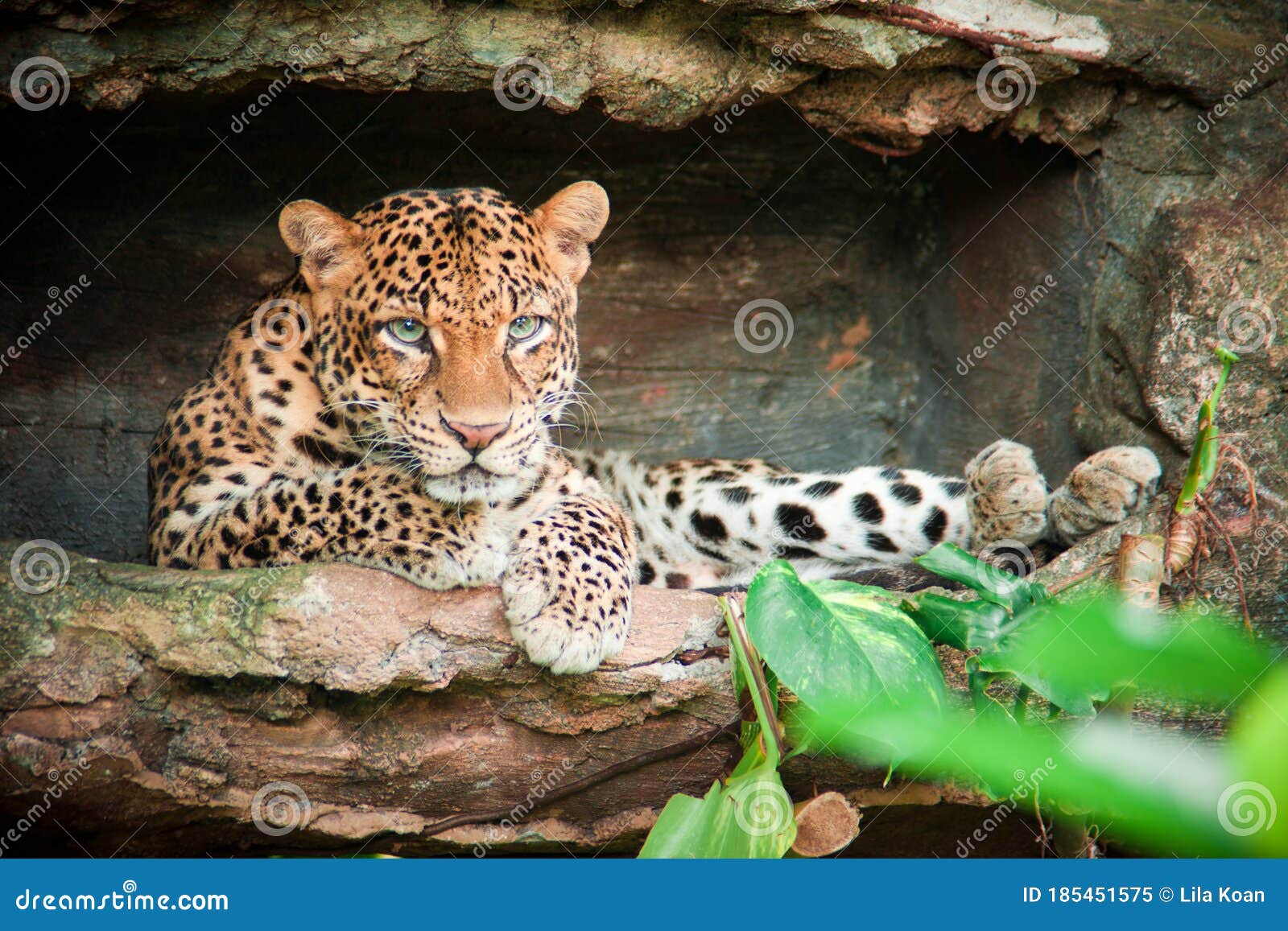 Wild leopard lying in cave stock image. Image of leopard - 185451575