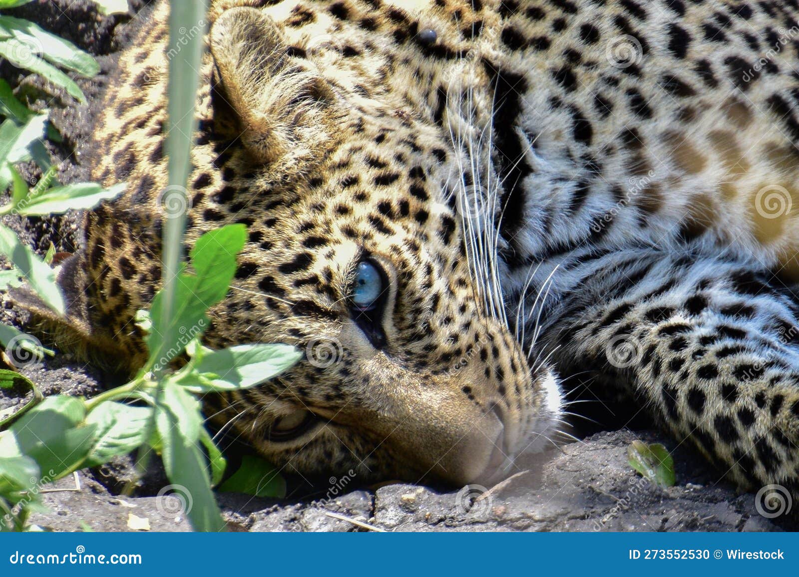 Wild Leopard Resting on the Ground in a Natural Outdoor Environment ...