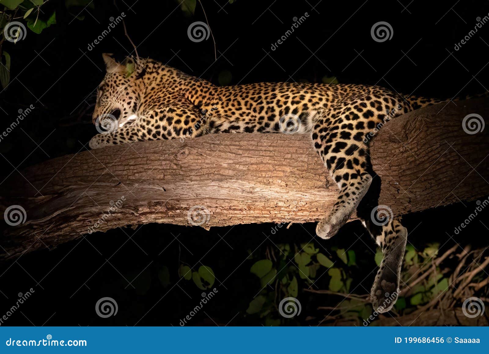 Wild Leopard Sprawled Over the Tree Branch Stock Photo - Image of wild ...
