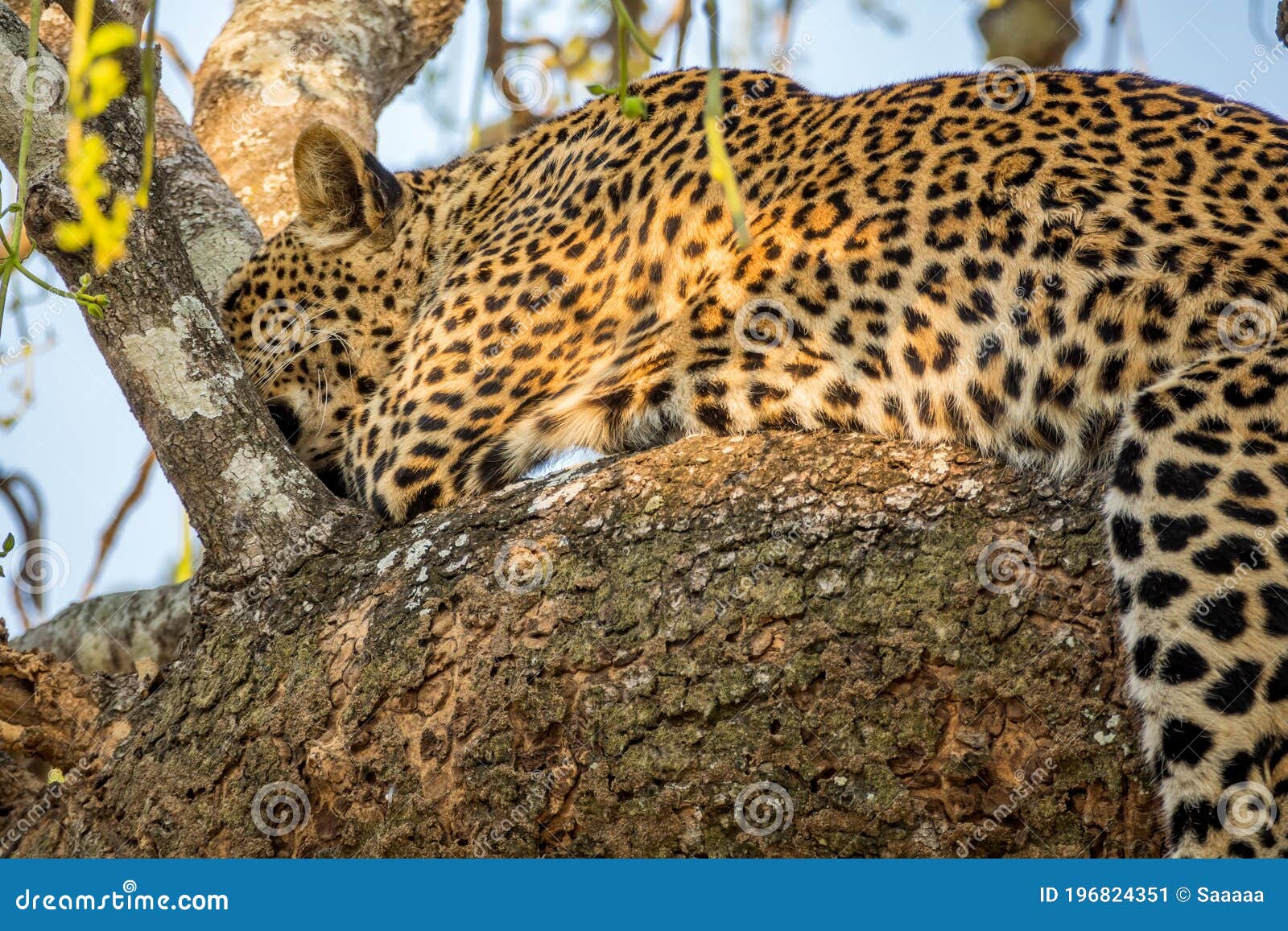 Wild Leopard Taking a Nap on Top the Tree Stock Image - Image of ...