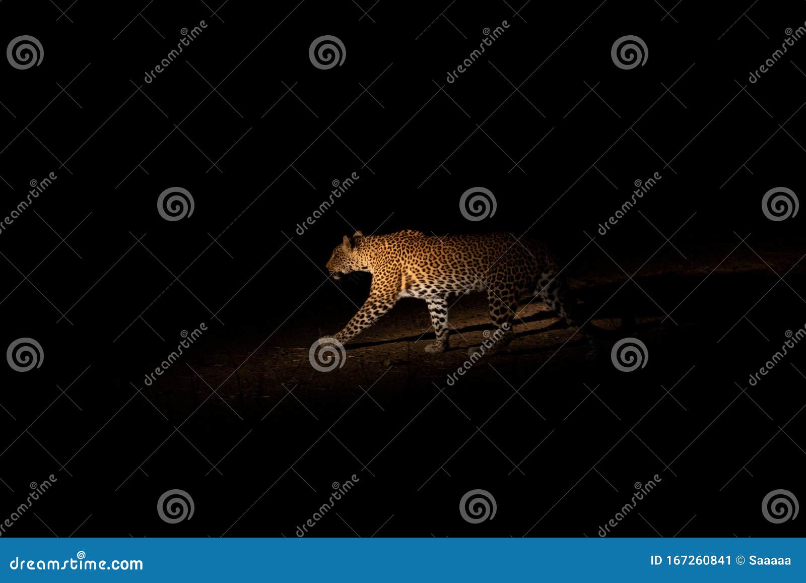 Wild Leopard Walking at Night Illuminated Stock Image - Image of ...