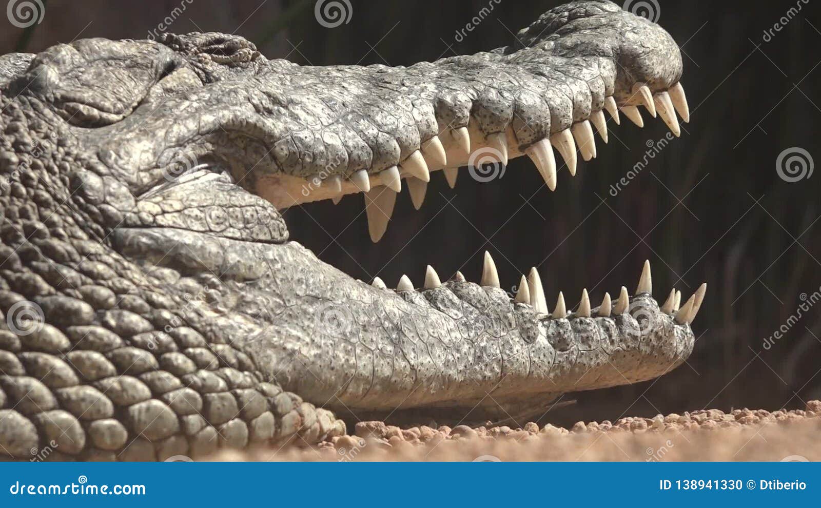 Sharp Teeth of Crocodile or Alligator Stock Footage - Video of sharp ...