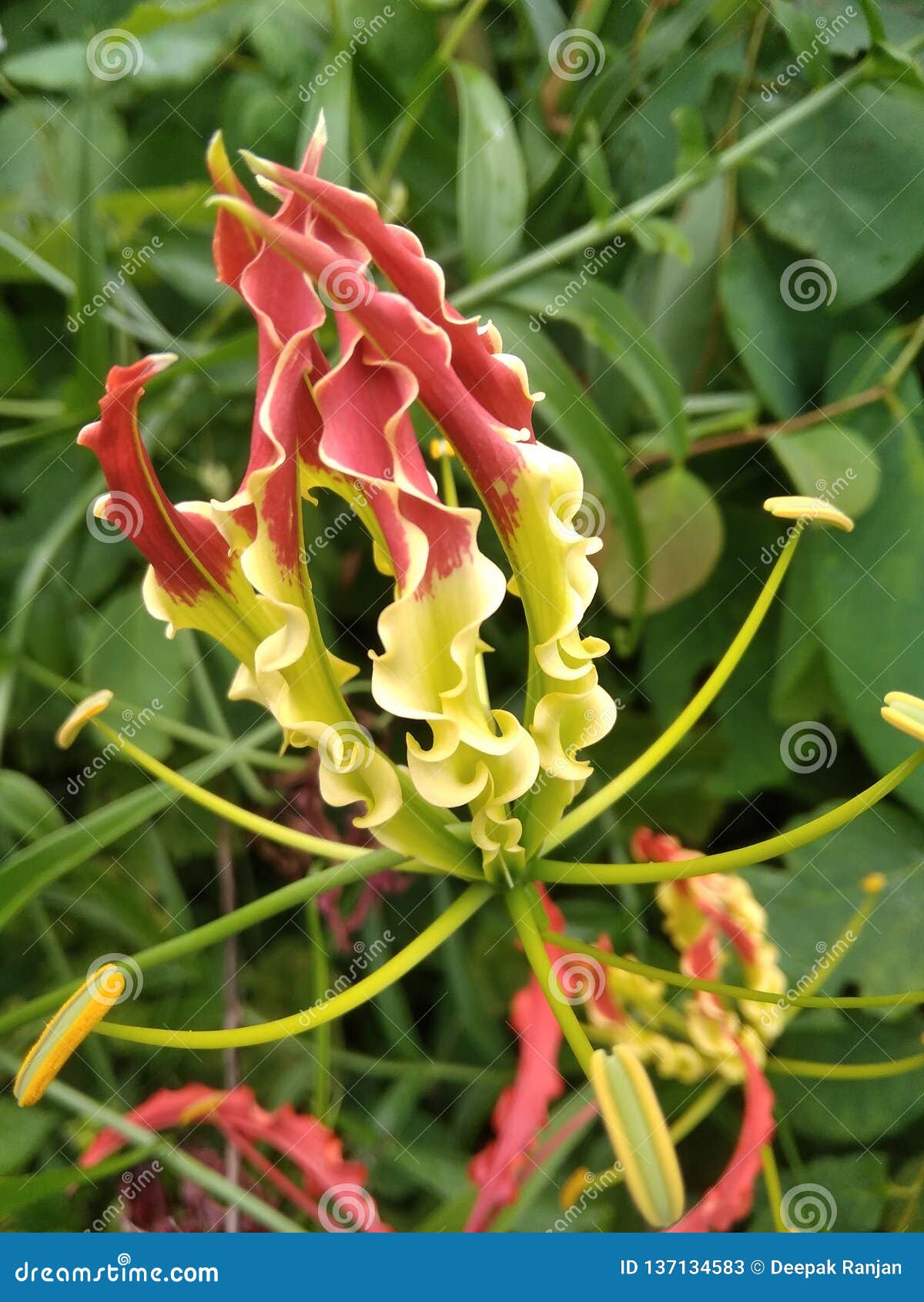 Wild Life Attractive Flowers Stock Image - Image of attractions ...