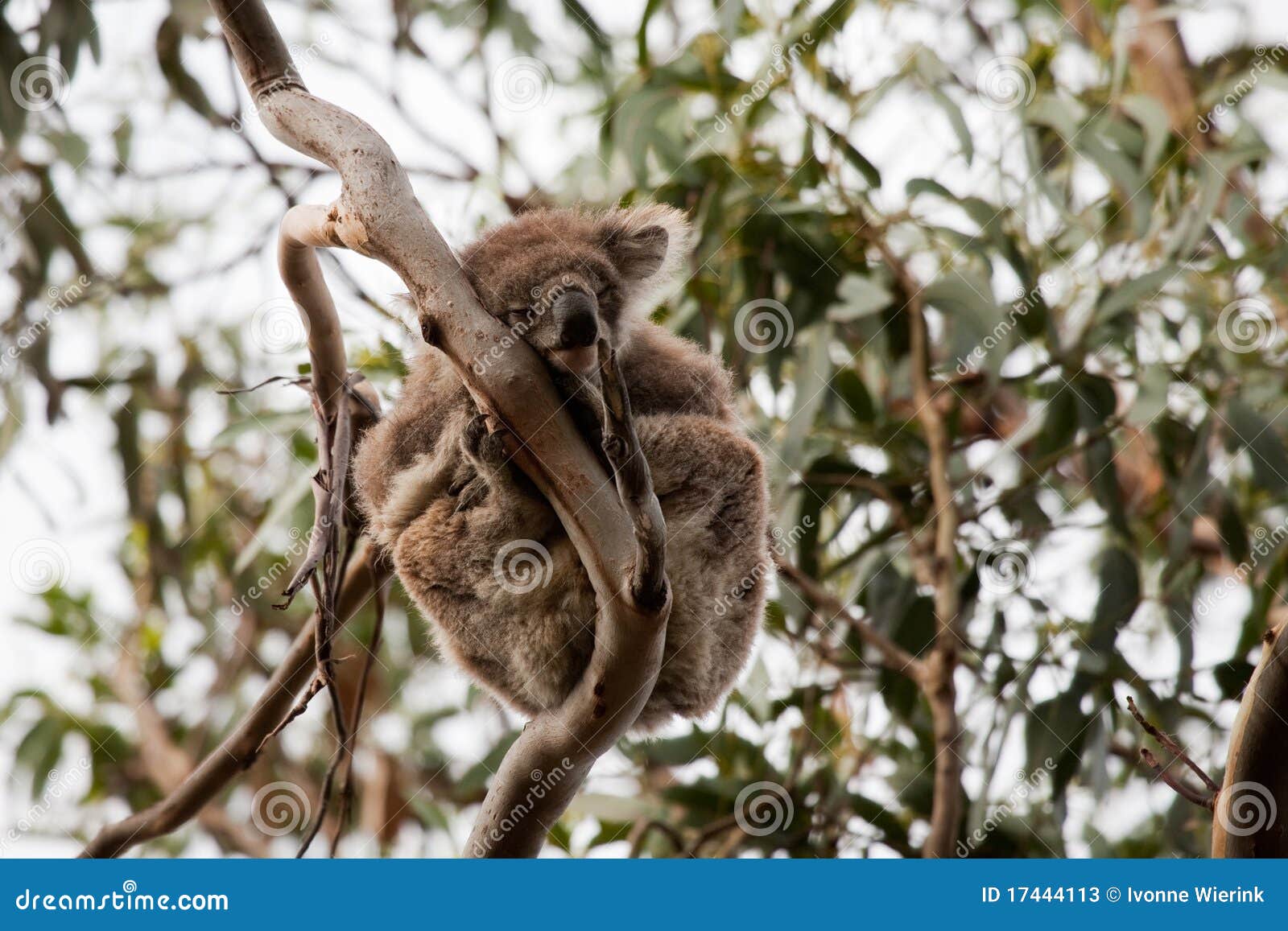 Wild life in Australia stock image. Image of australian - 17444113