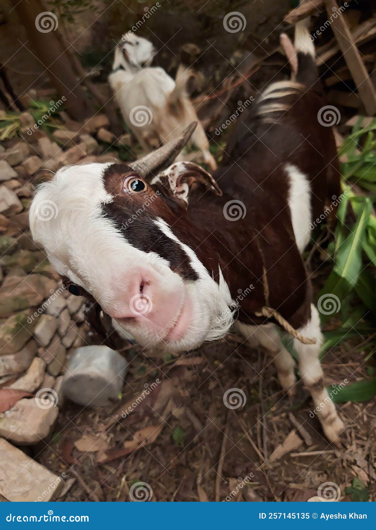 WILD LIFE (GOAT SELFIE) stock image. Image of regular - 257145135