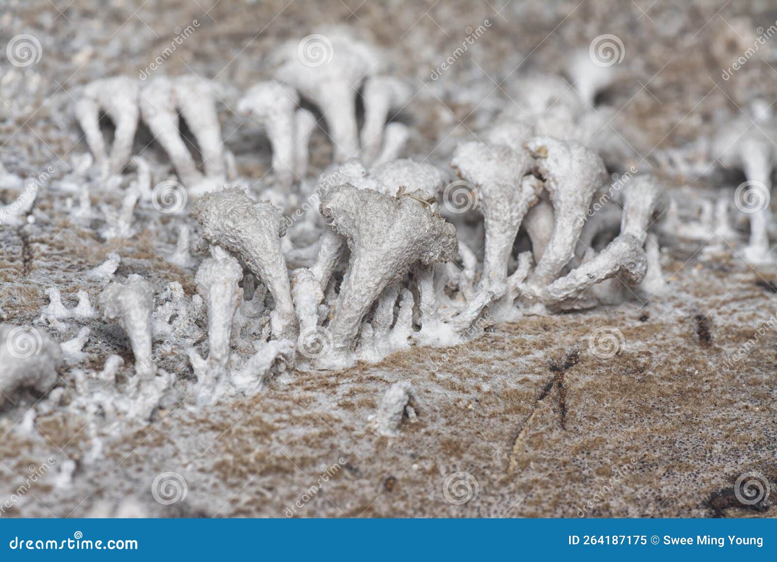 The Wild Light-brown Funnel Fan-shaped Mushrooms. Stock Image - Image ...