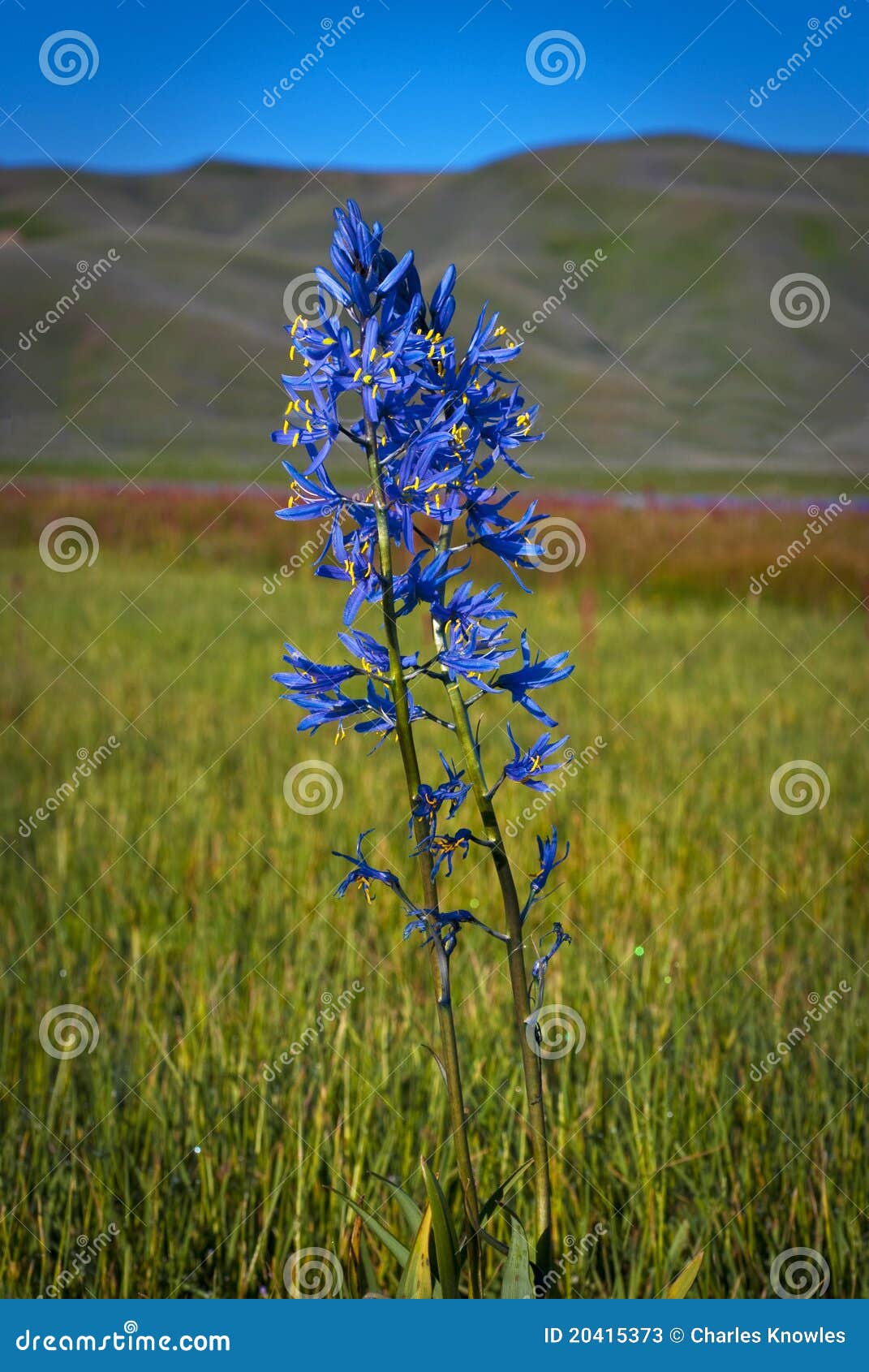 Wild Lilly Blooming in a Field of Wild Flowers Stock Image - Image of ...