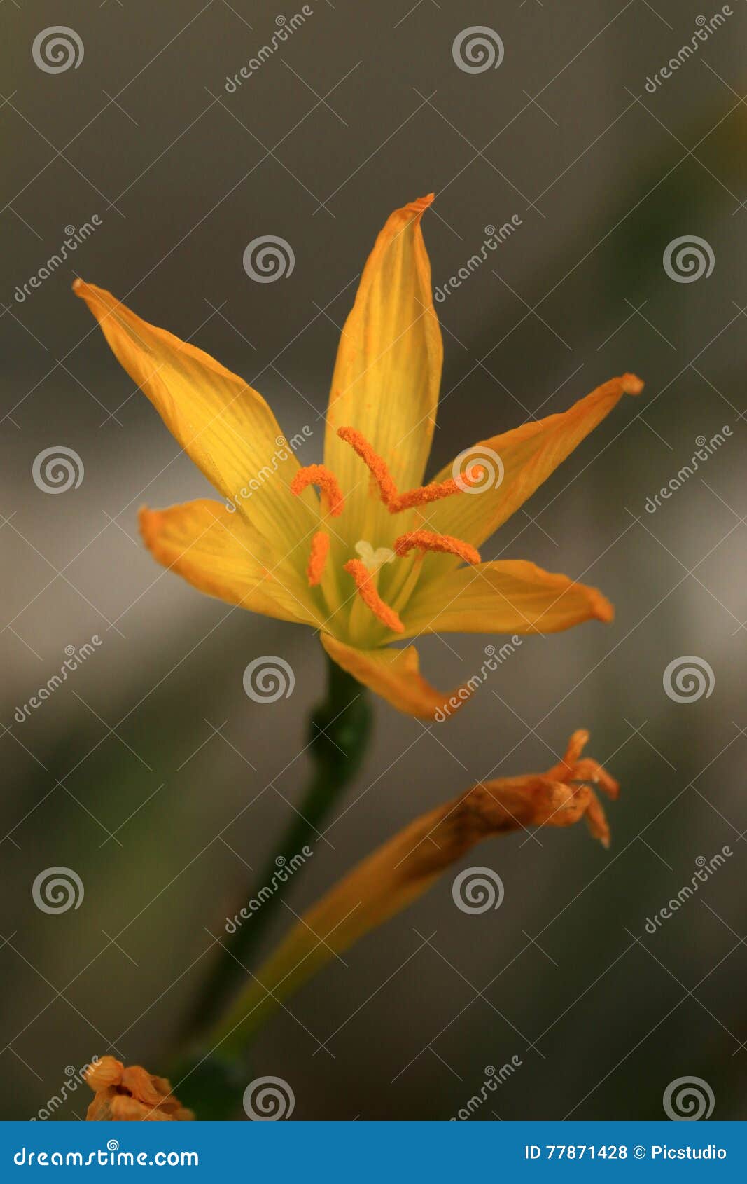 Wild lilly flower stock photo. Image of spring, flora - 77871428