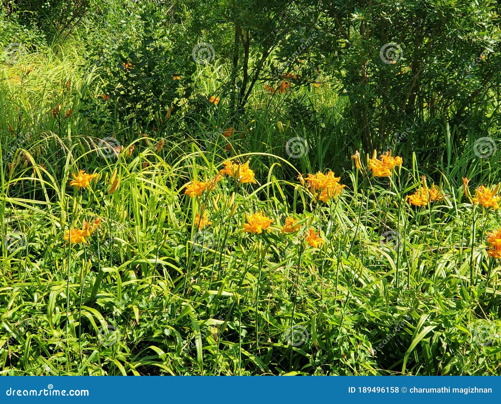 Wild Lilly stock photo. Image of nature, plant, meadow - 189496158