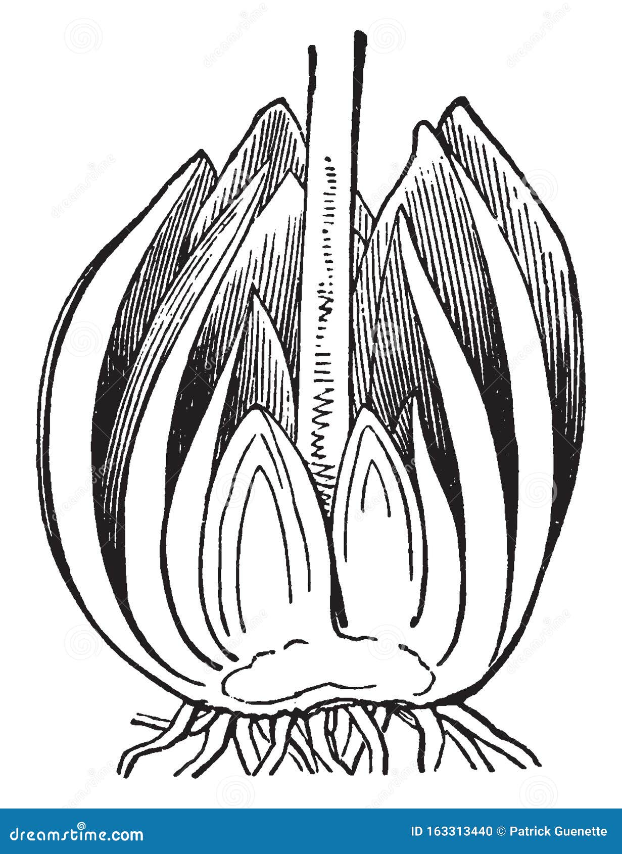 Lily Cross-section Royalty-Free Stock Photography | CartoonDealer.com ... Lily Cross-section Royalty-Free Stock Photography | CartoonDealer.com ...