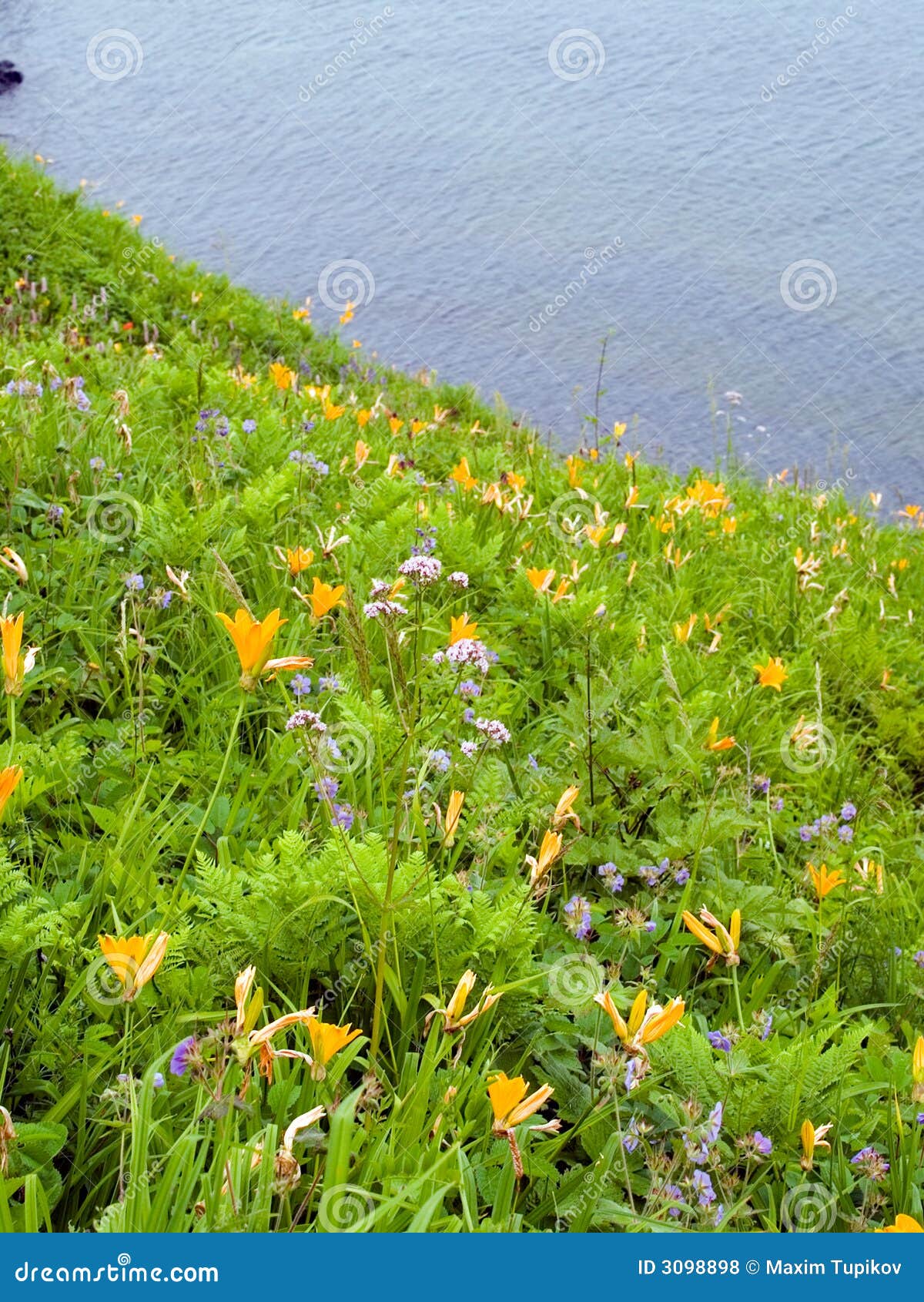 Wild lily flowers stock photo. Image of botanical, lake - 3098898