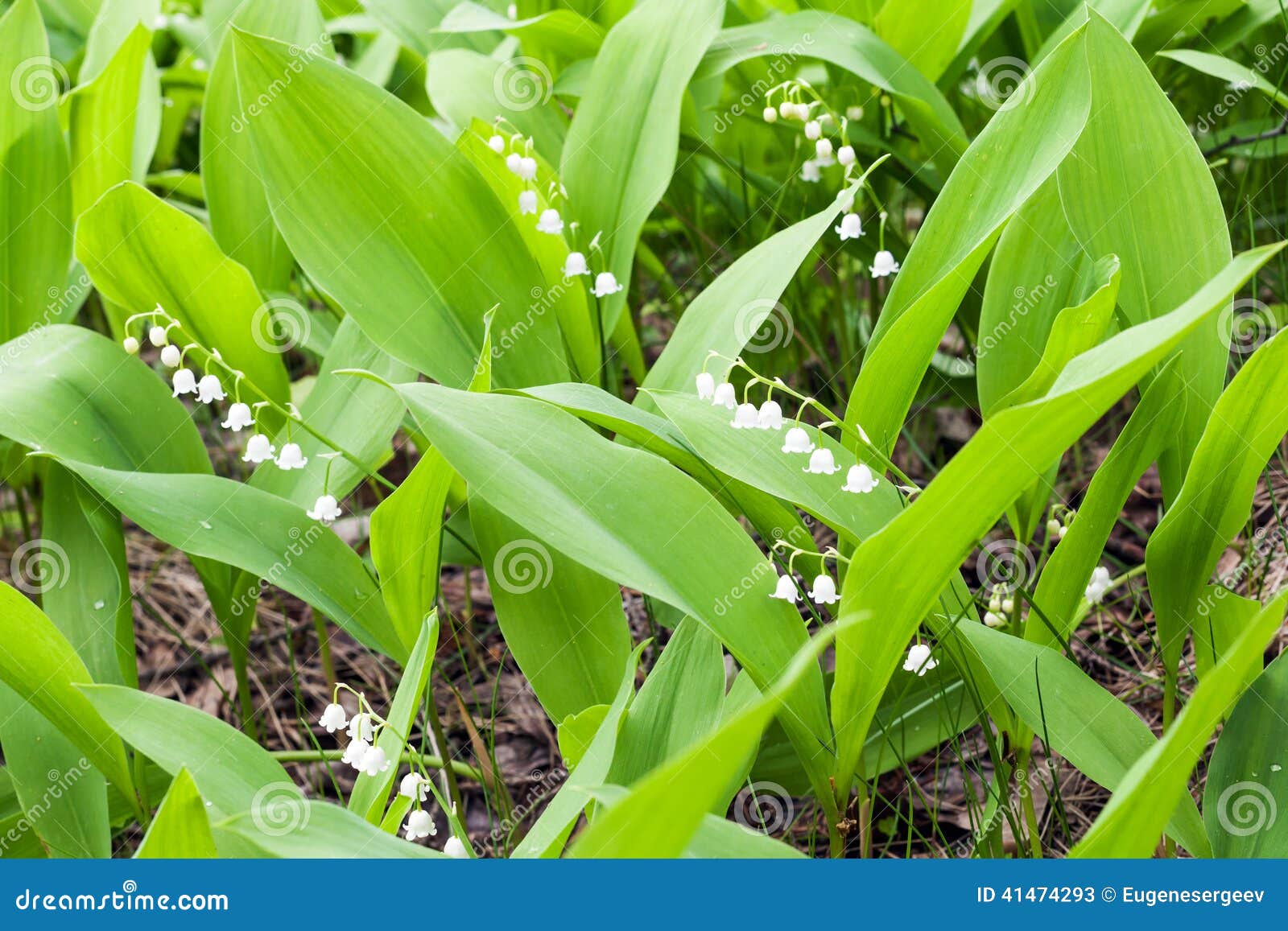 Wild Lily of the Valley in Spring Forest Stock Image - Image of leaf ...