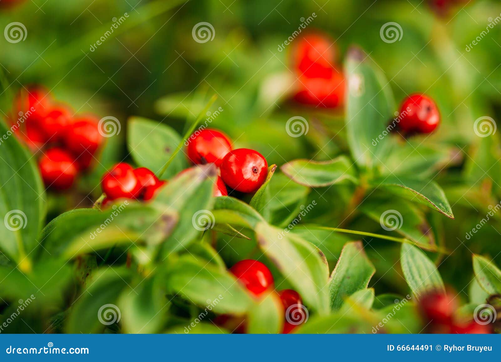 Wild Lingon Berries Closeup, Norway Nature. Stock Image - Image of ...