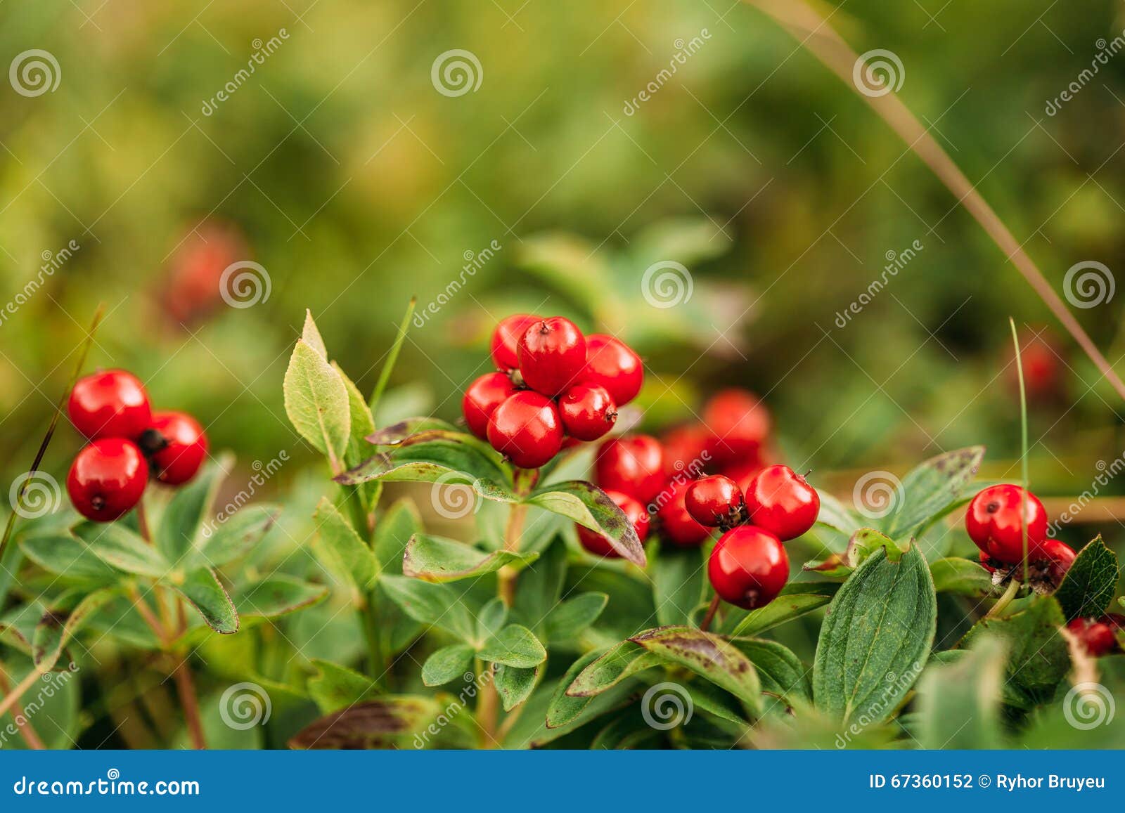 Wild Lingon Berries Closeup, Norway Nature. Stock Photo - Image of ...