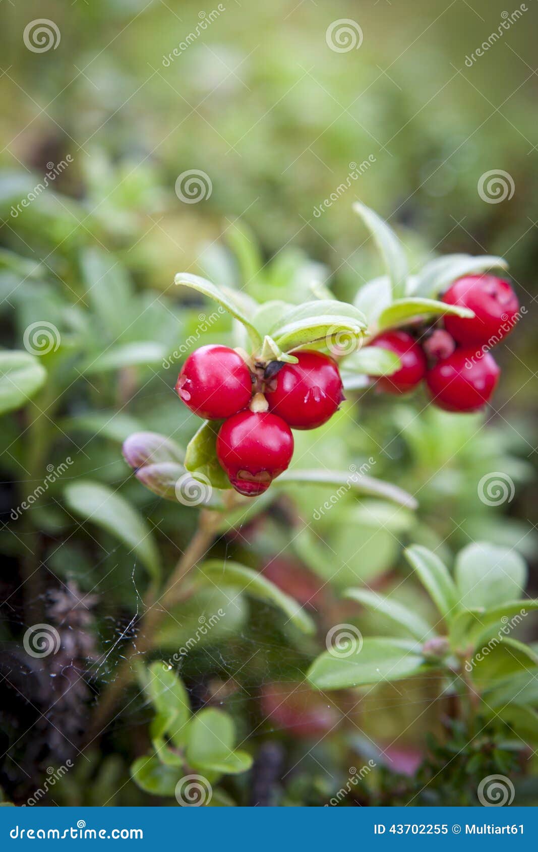 Wild Lingonberries stock image. Image of uncultivated - 43702255